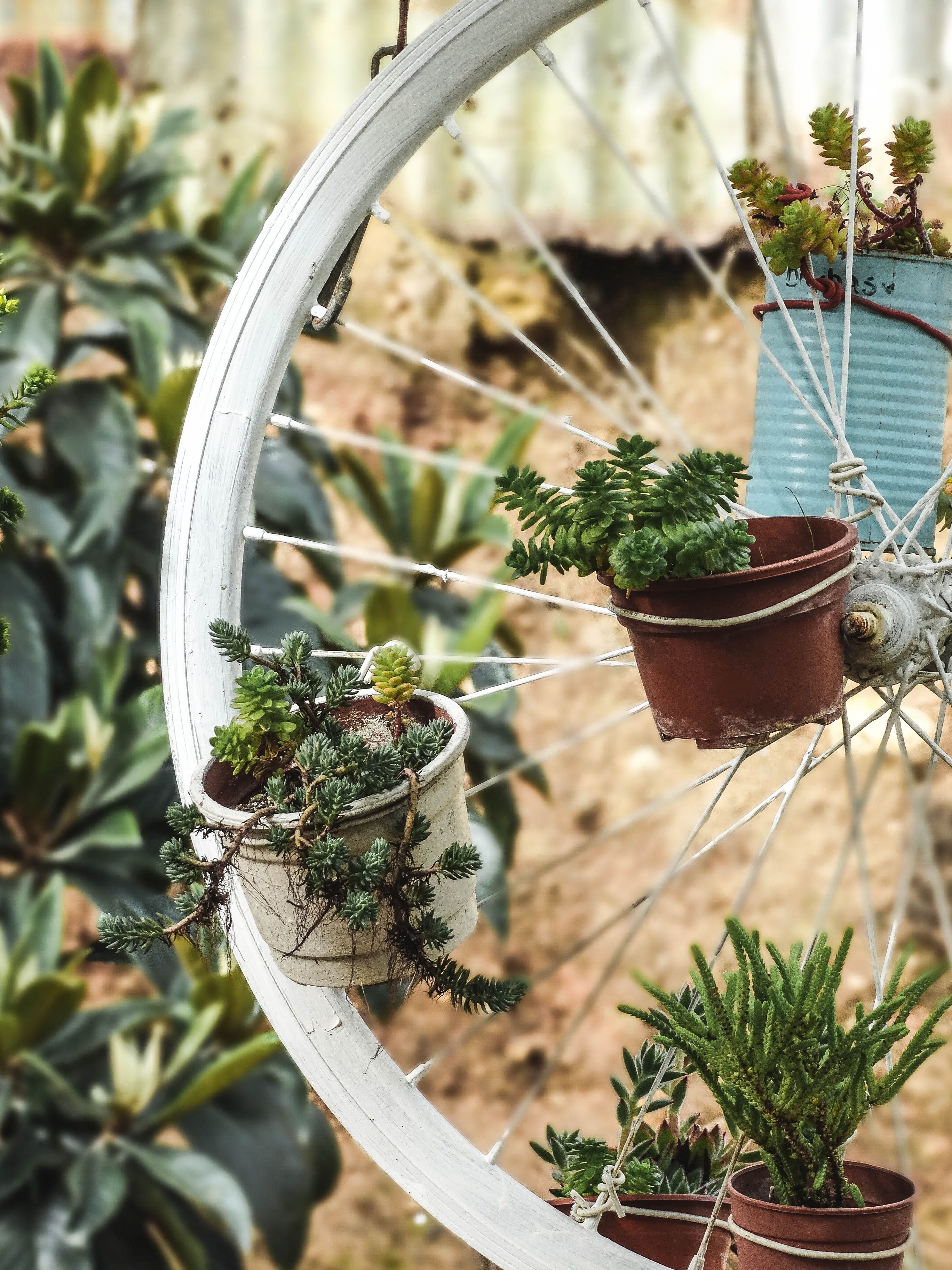 Bicycle Wheel with Potted Plants · Free Stock Photo