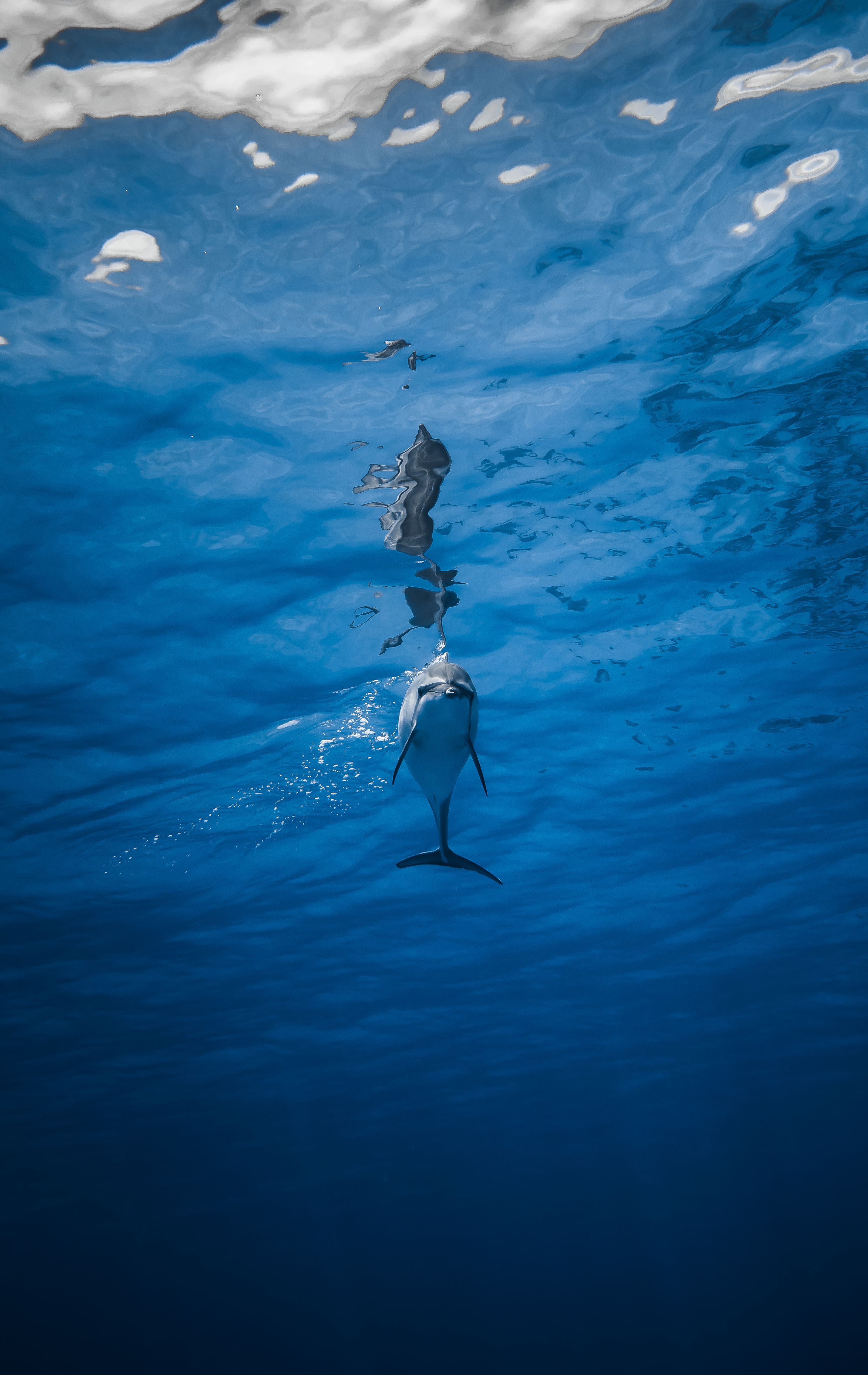 Marine Animals Swimming in the Sea during the Day · Free Stock Photo