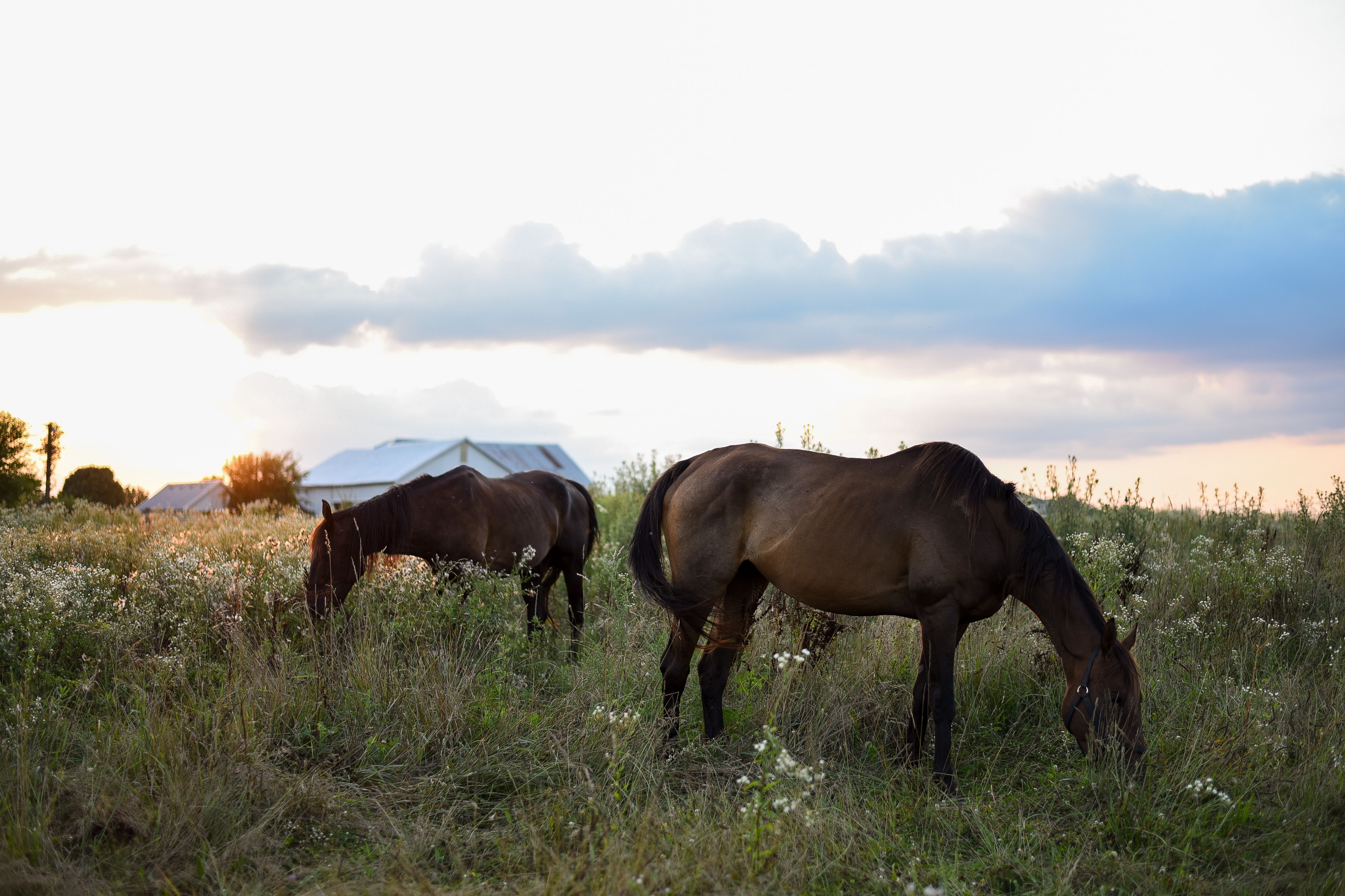 Horses grazing on pasture against barn · Free Stock Photo
