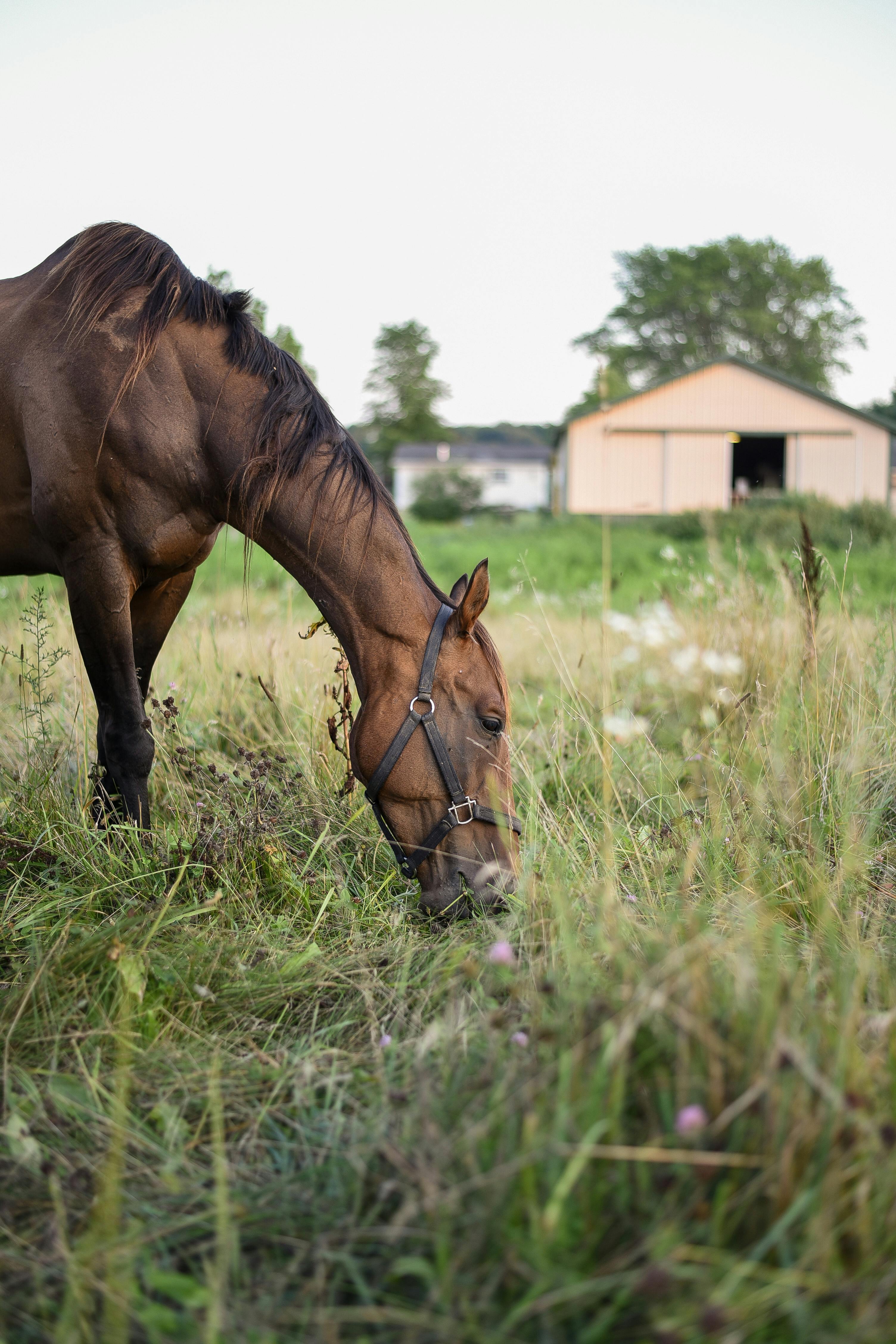 Herbivore animal eating grass in field · Free Stock Photo