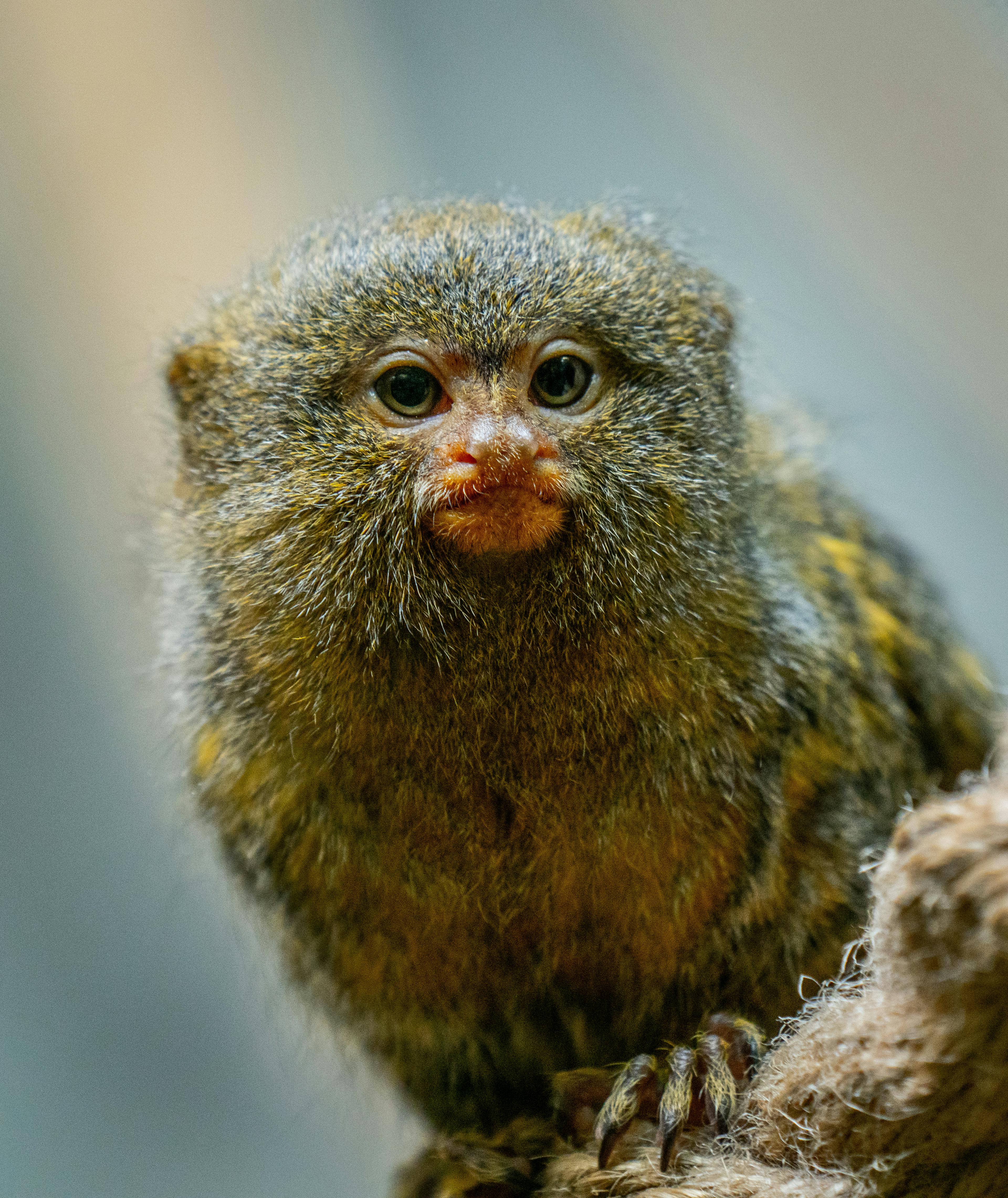 Cute Pygmy Marmoset