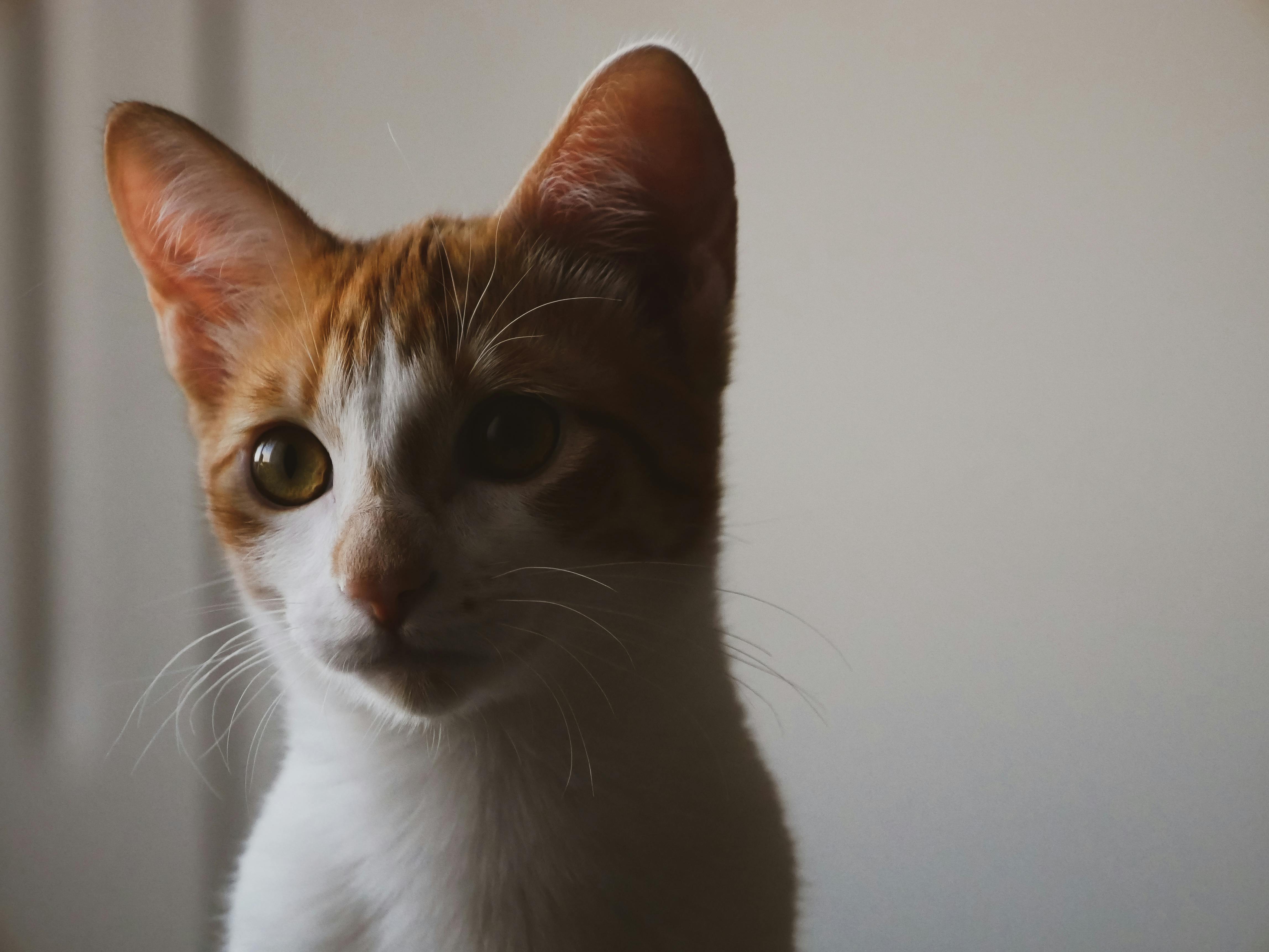 Close-up of a Cat · Free Stock Photo