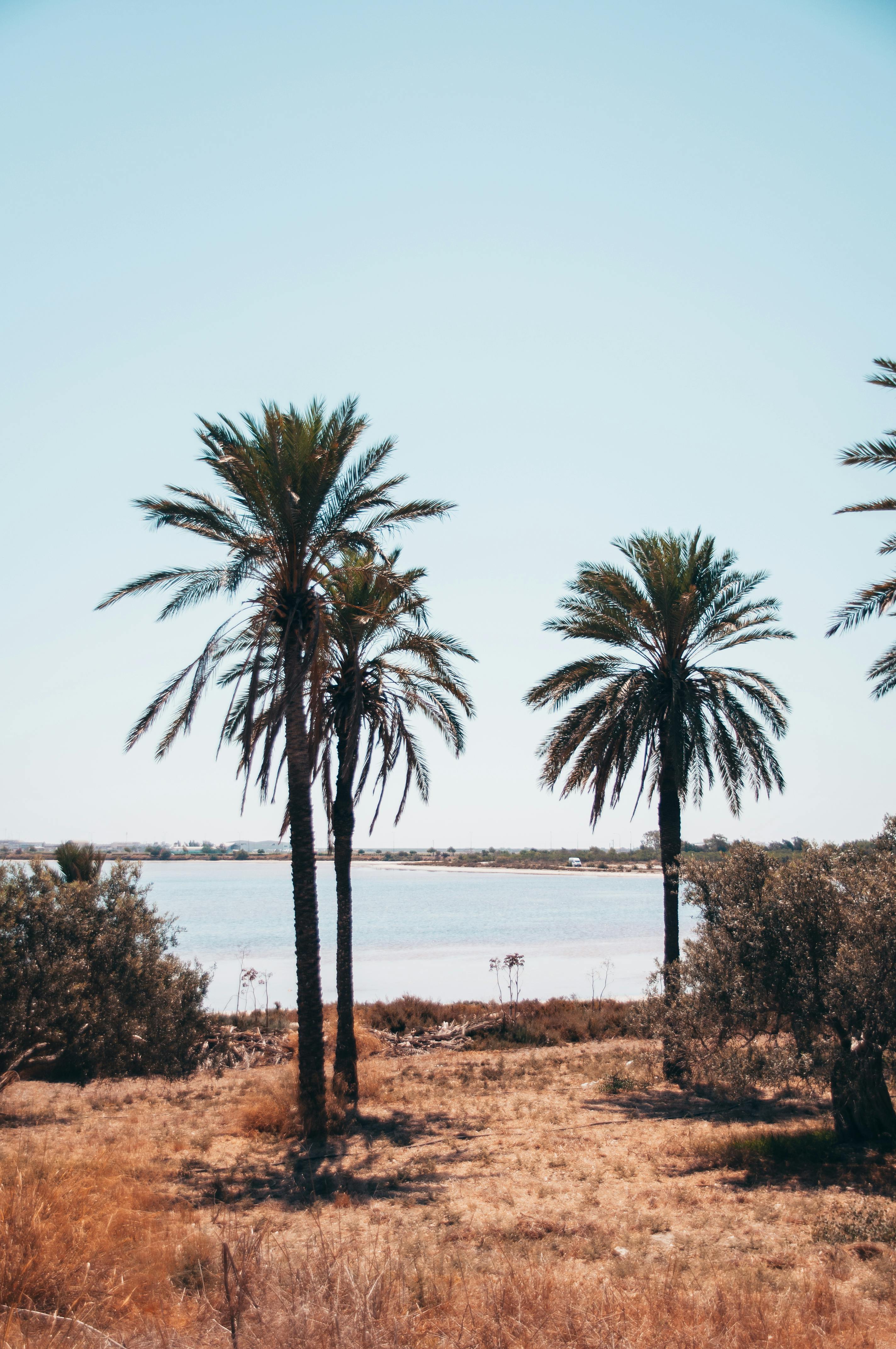 Palm Trees on a Field · Free Stock Photo