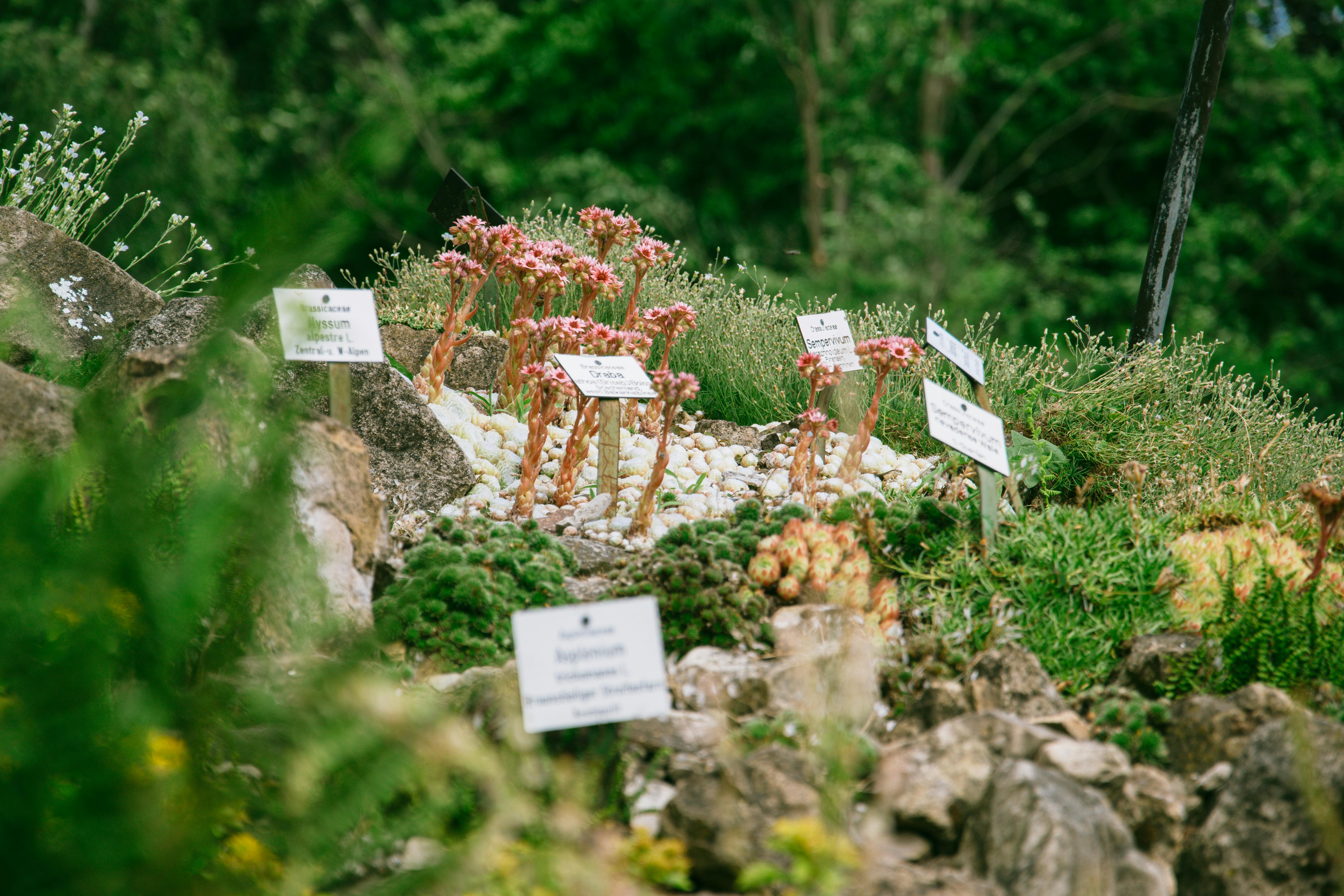 Labels on Flowering Plants and Stones · Free Stock Photo