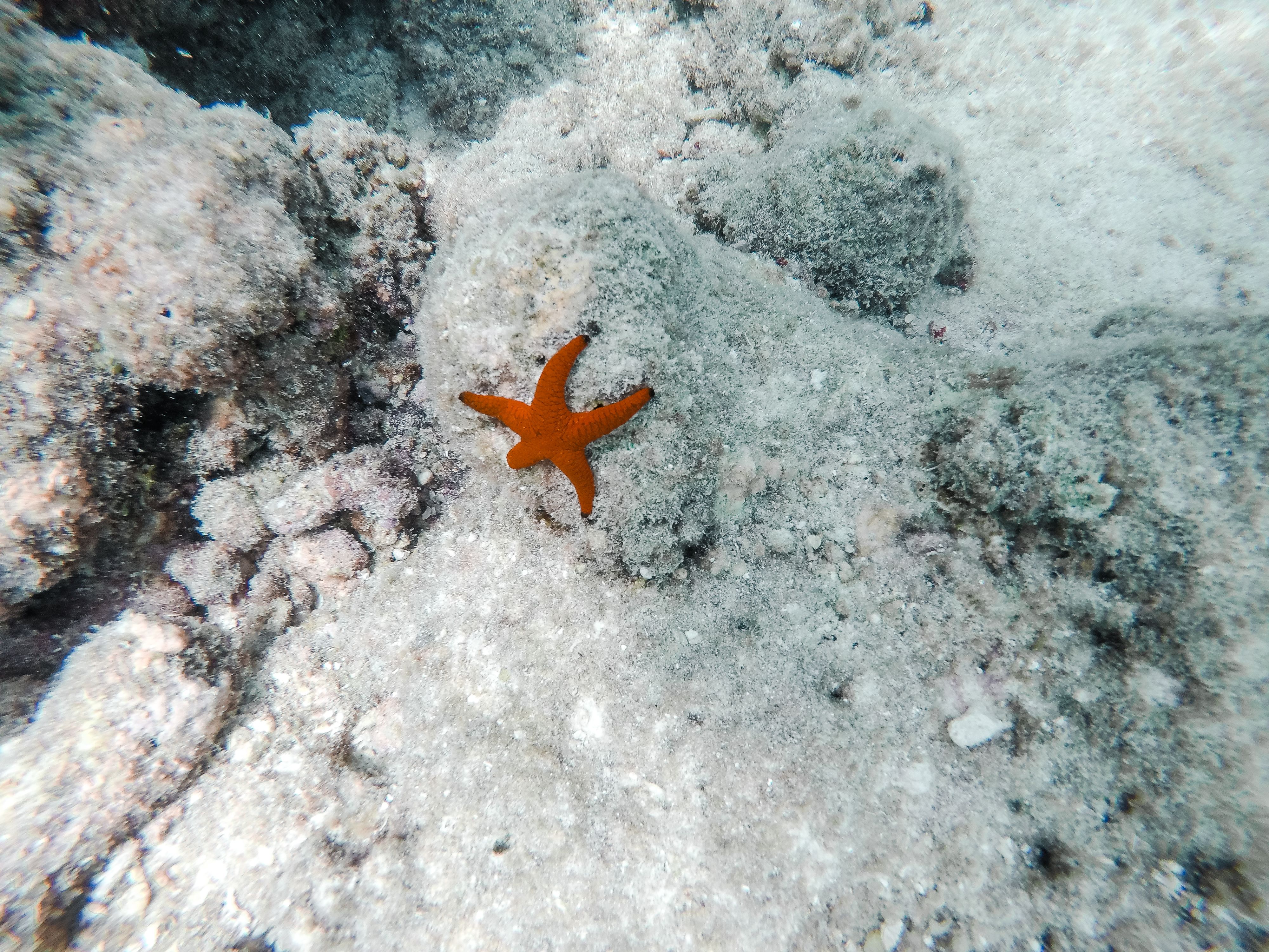 Starfish Texture Photos, Download The BEST Free Starfish Texture Stock ...
