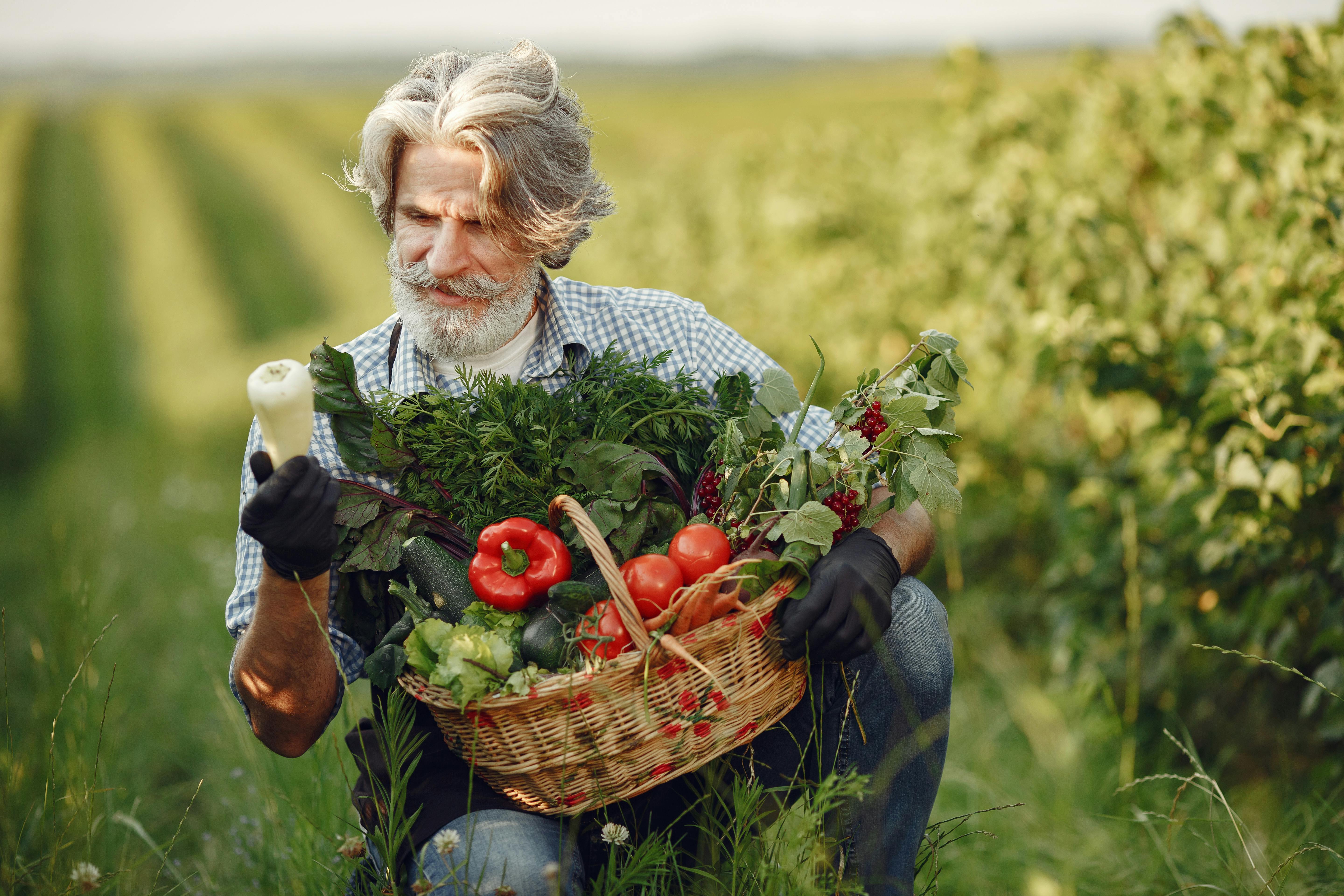 Elderly Farmer Collecting Vegetables on Farm · Free Stock Photo