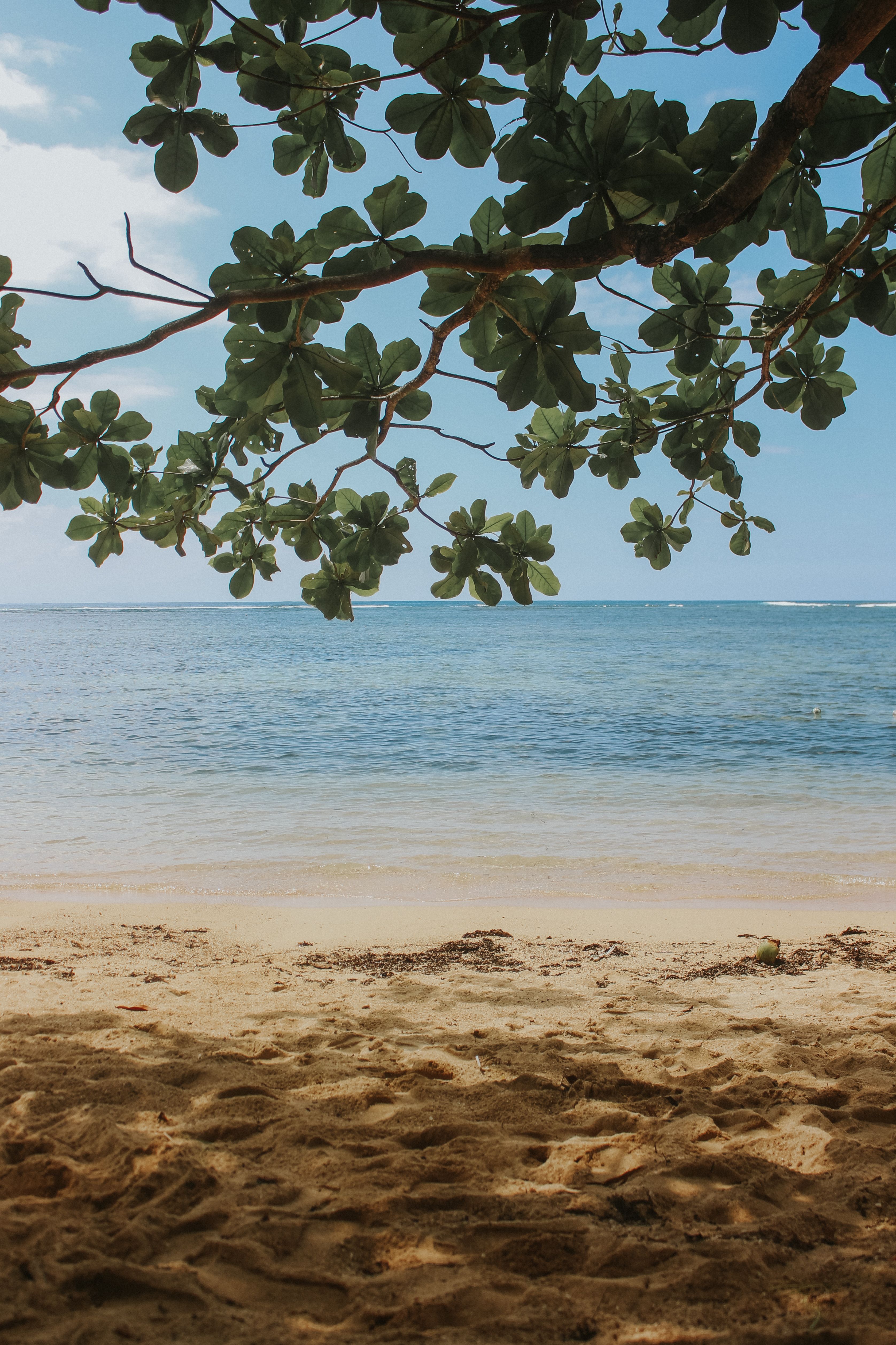 Tree Leaves on the Beach · Free Stock Photo