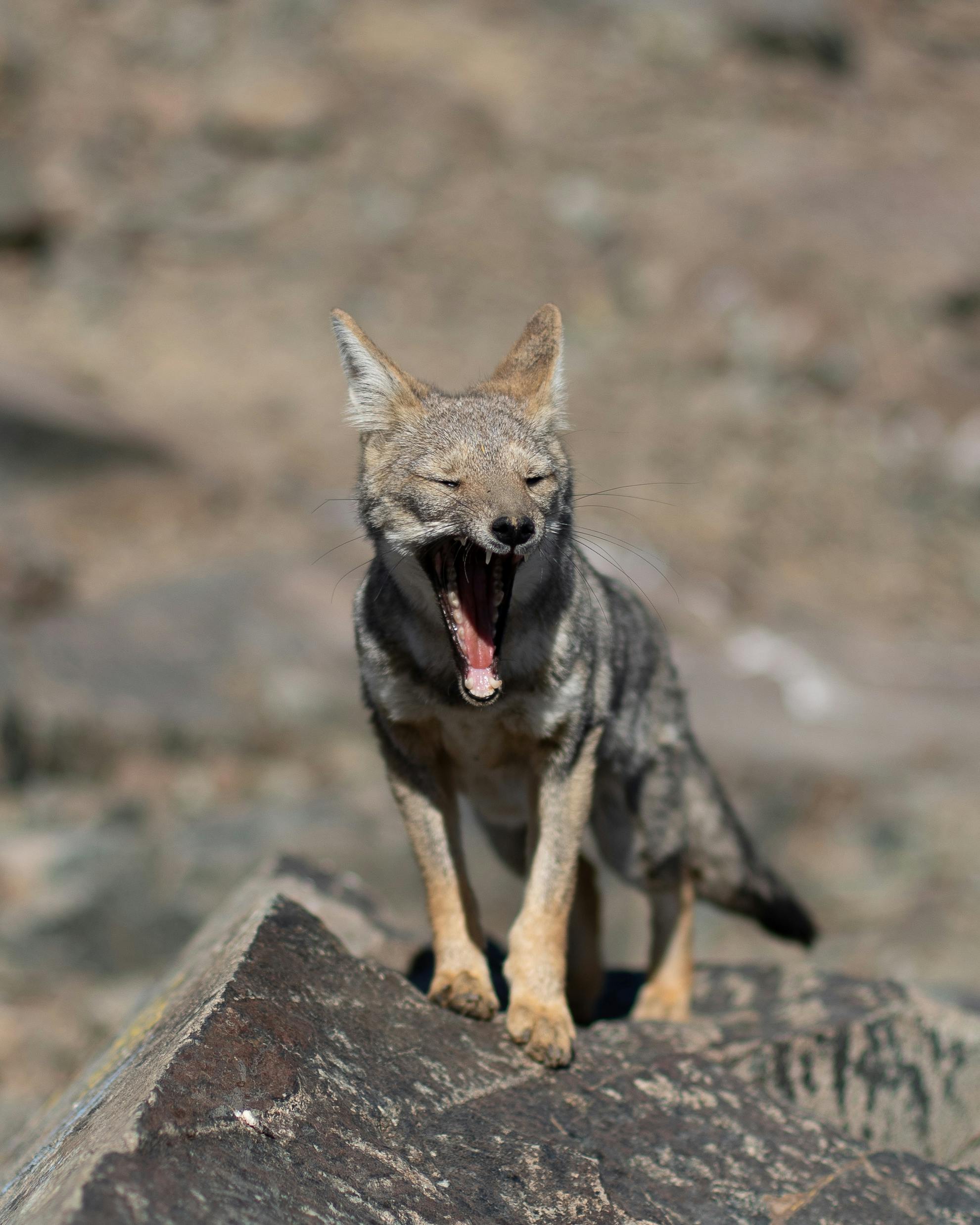 South American Gray Fox on the Ground · Free Stock Photo