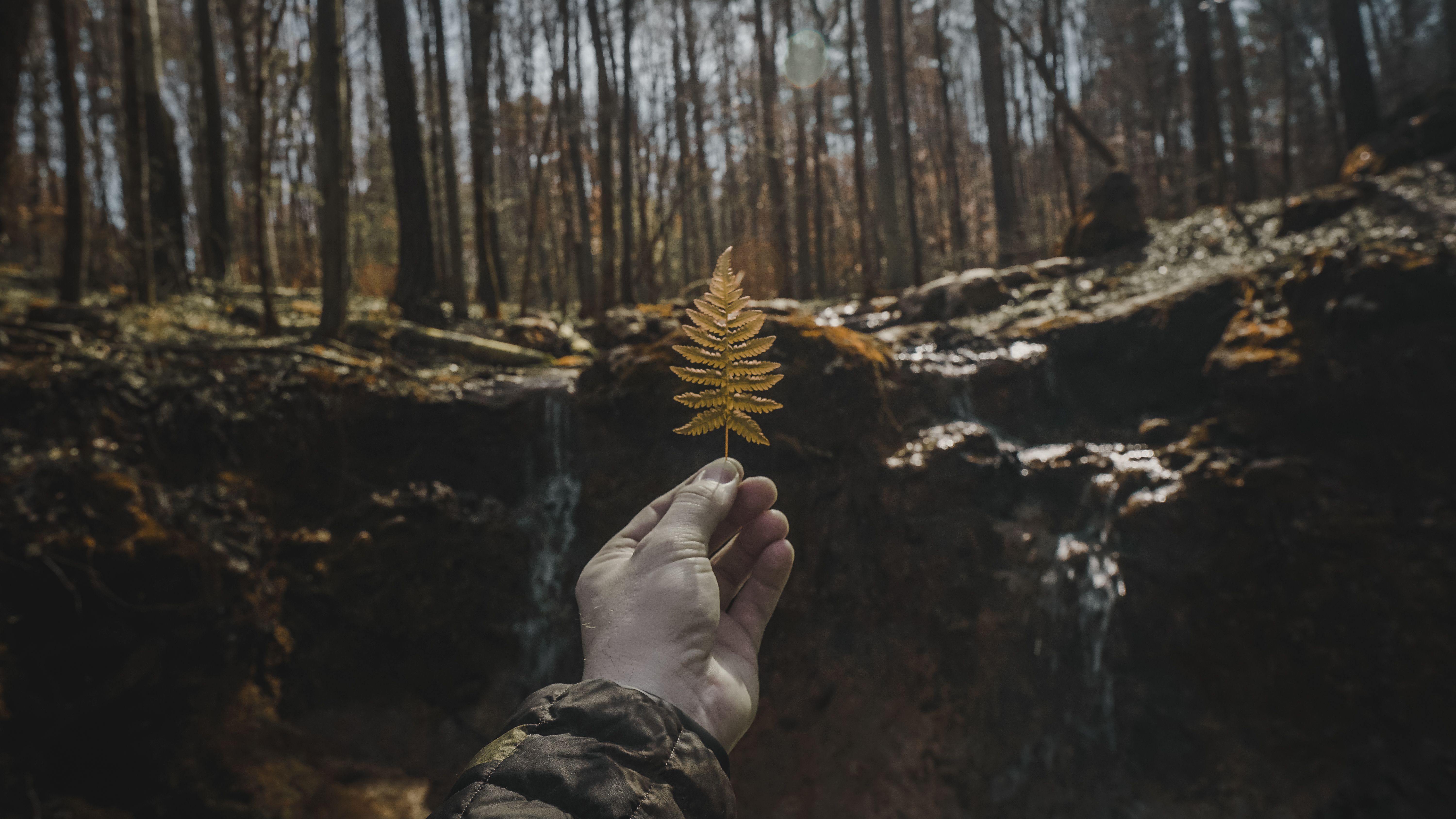 Person Holding a Leaf in a Forest · Free Stock Photo