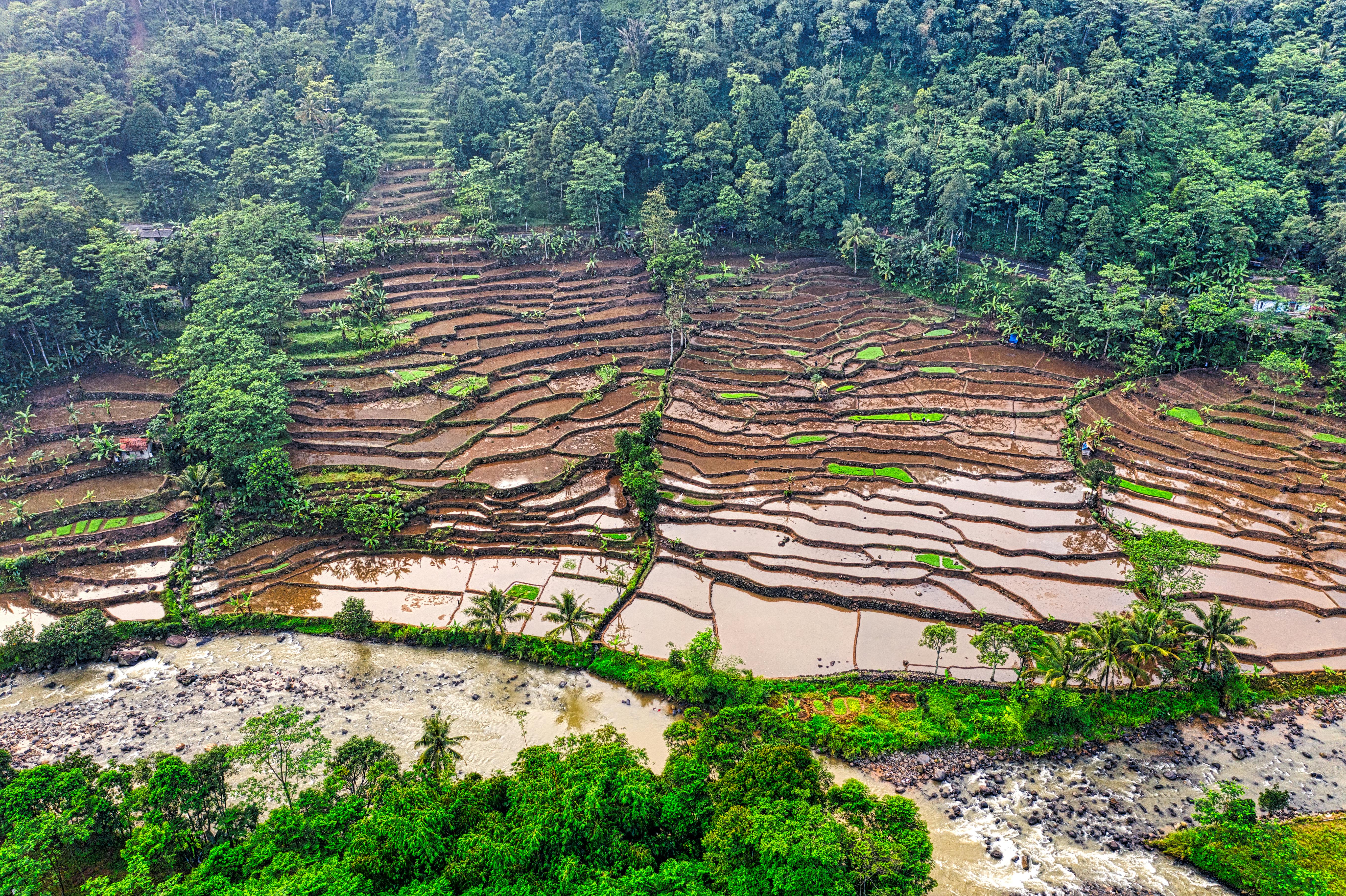Scenic View of Rice Paddy · Free Stock Photo