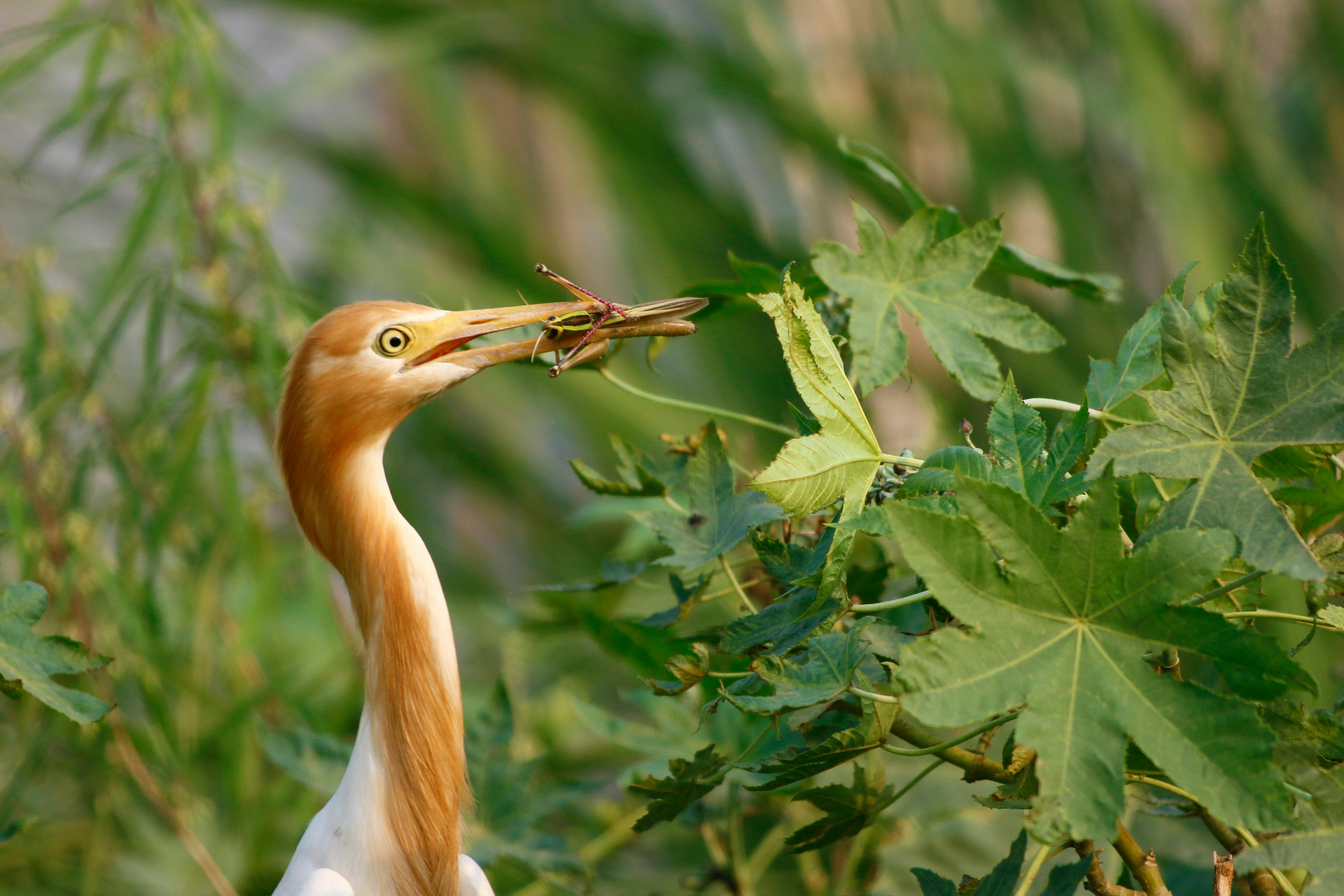 Selective Focus Photo of a Cattle Egret Eating · Free Stock Photo