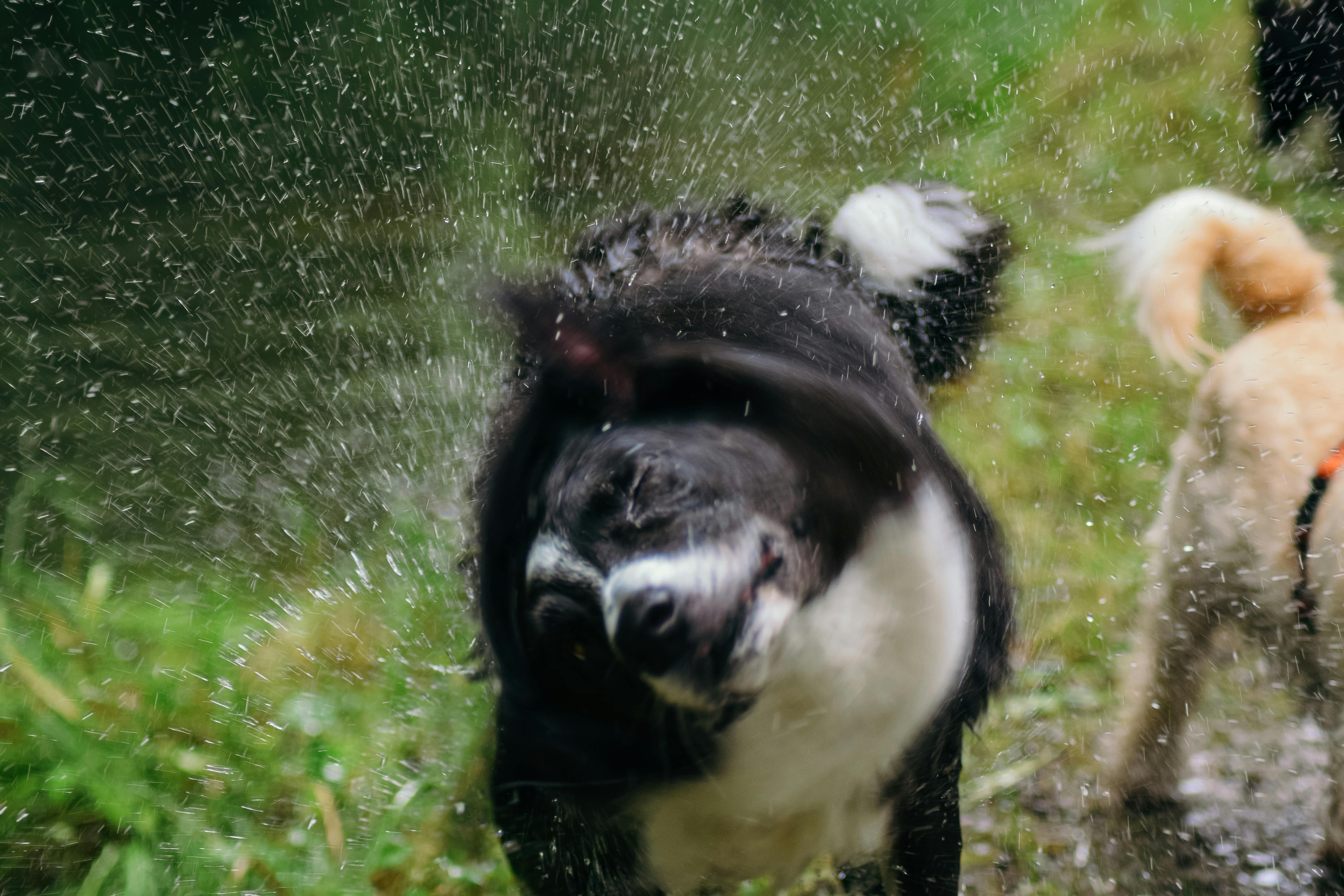Black White Long Coated Dog Dashing Trough Body of Water · Free Stock Photo