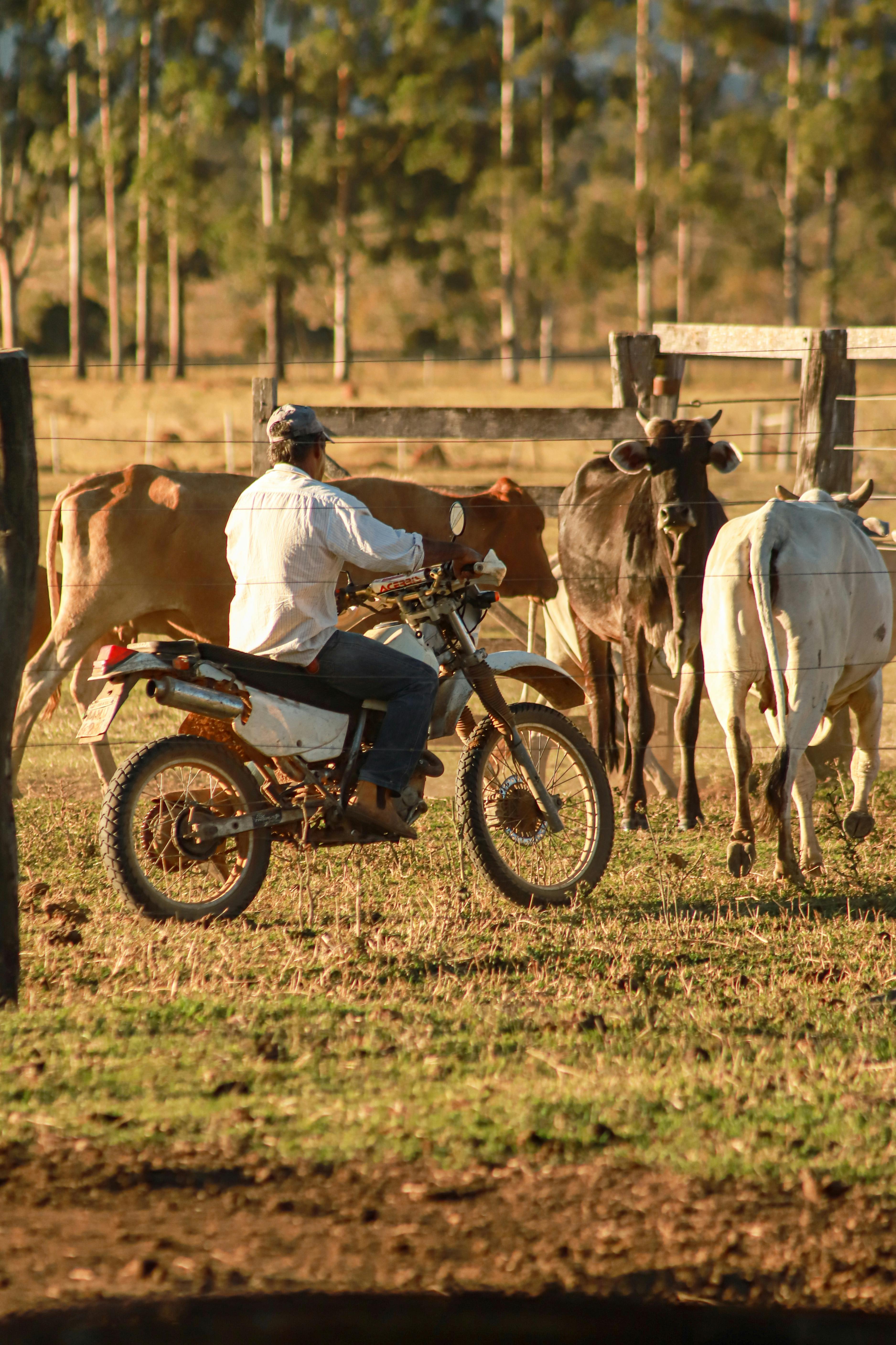 Man on Motorcycle next to Cows · Free Stock Photo