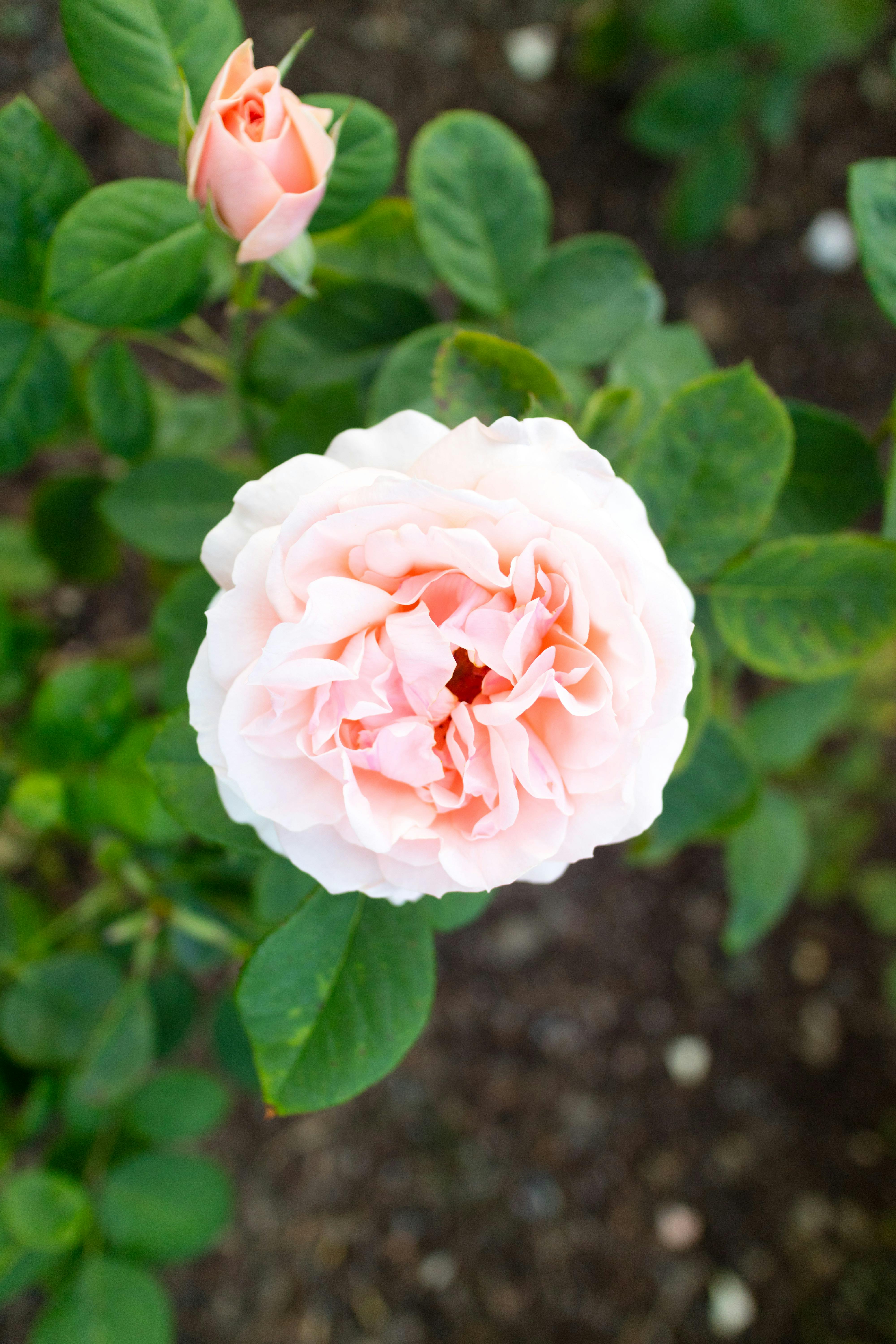 Pink Roses in Nature · Free Stock Photo