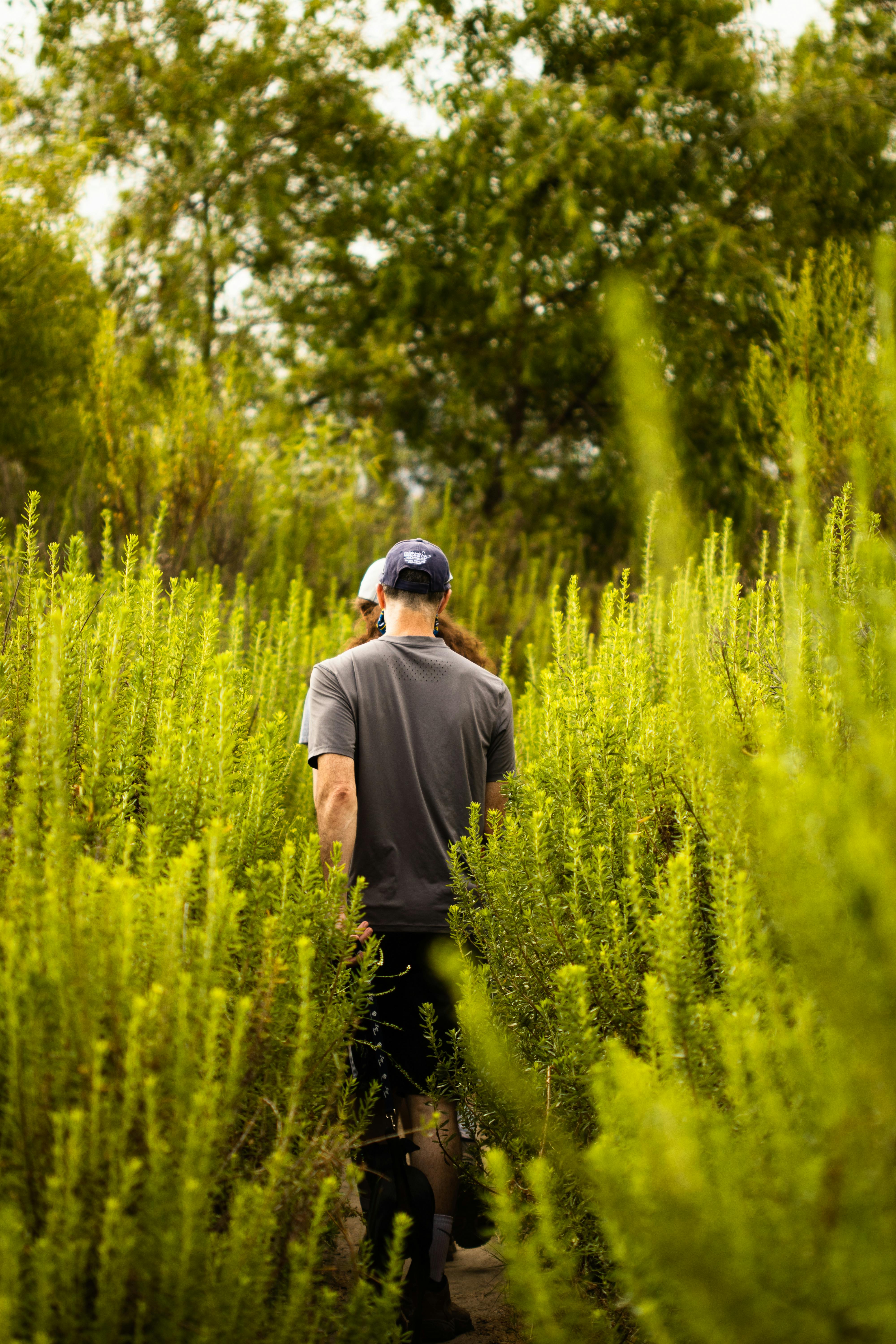 Man in Gray Shirt Walking in the Middle of Plants · Free Stock Photo