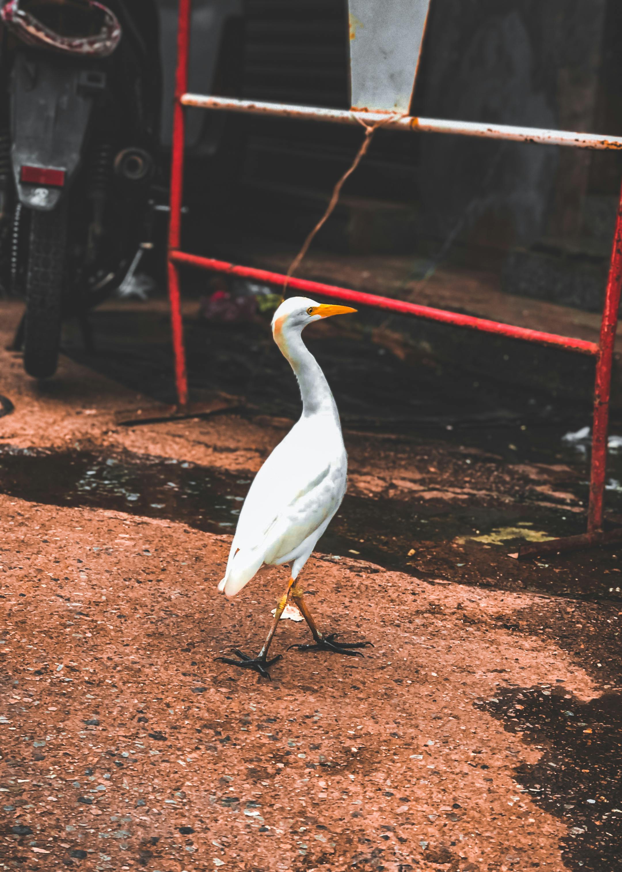 Photo of a White Animal · Free Stock Photo