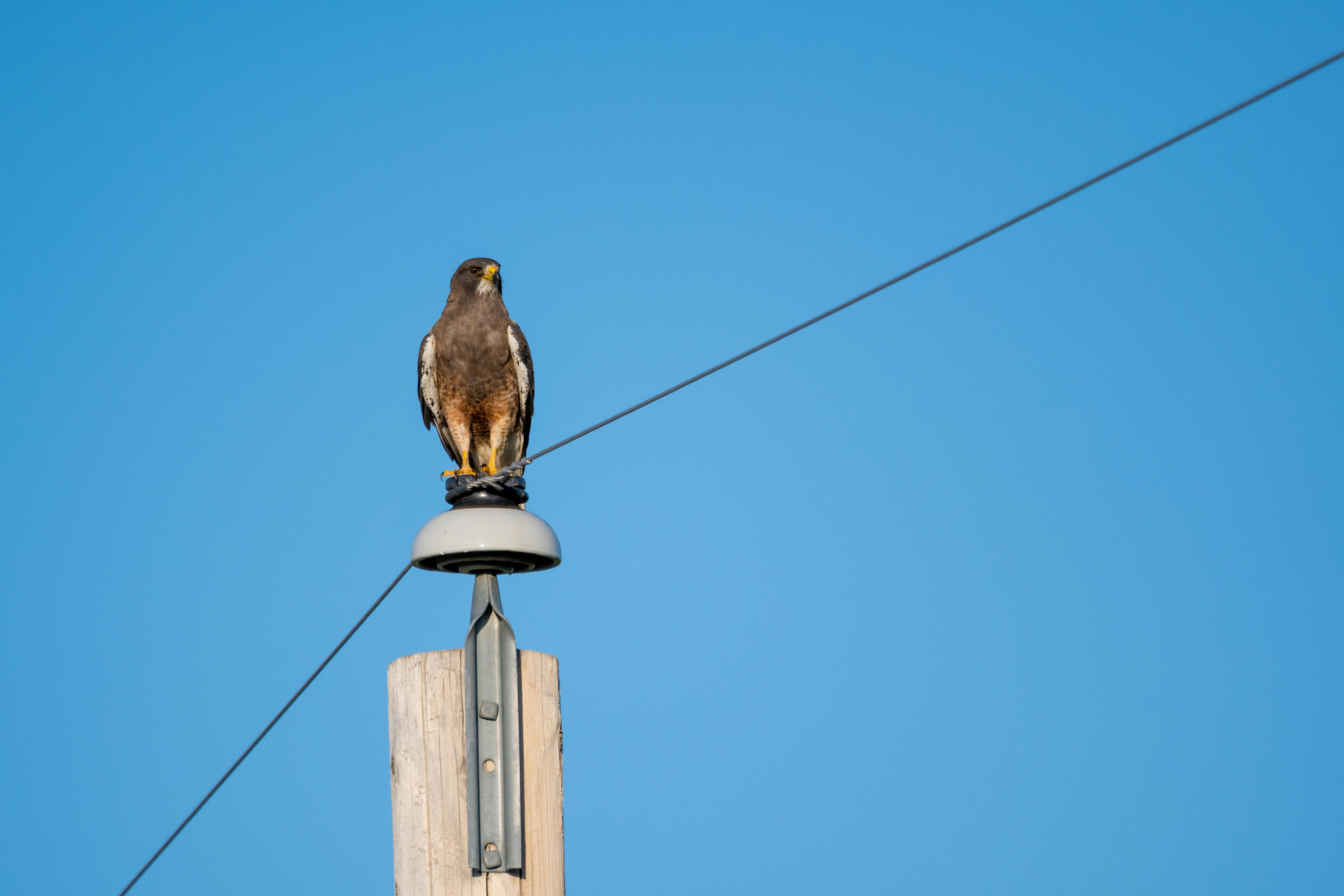 Big carnivorous bird resting on wire post under blue sky · Free Stock Photo