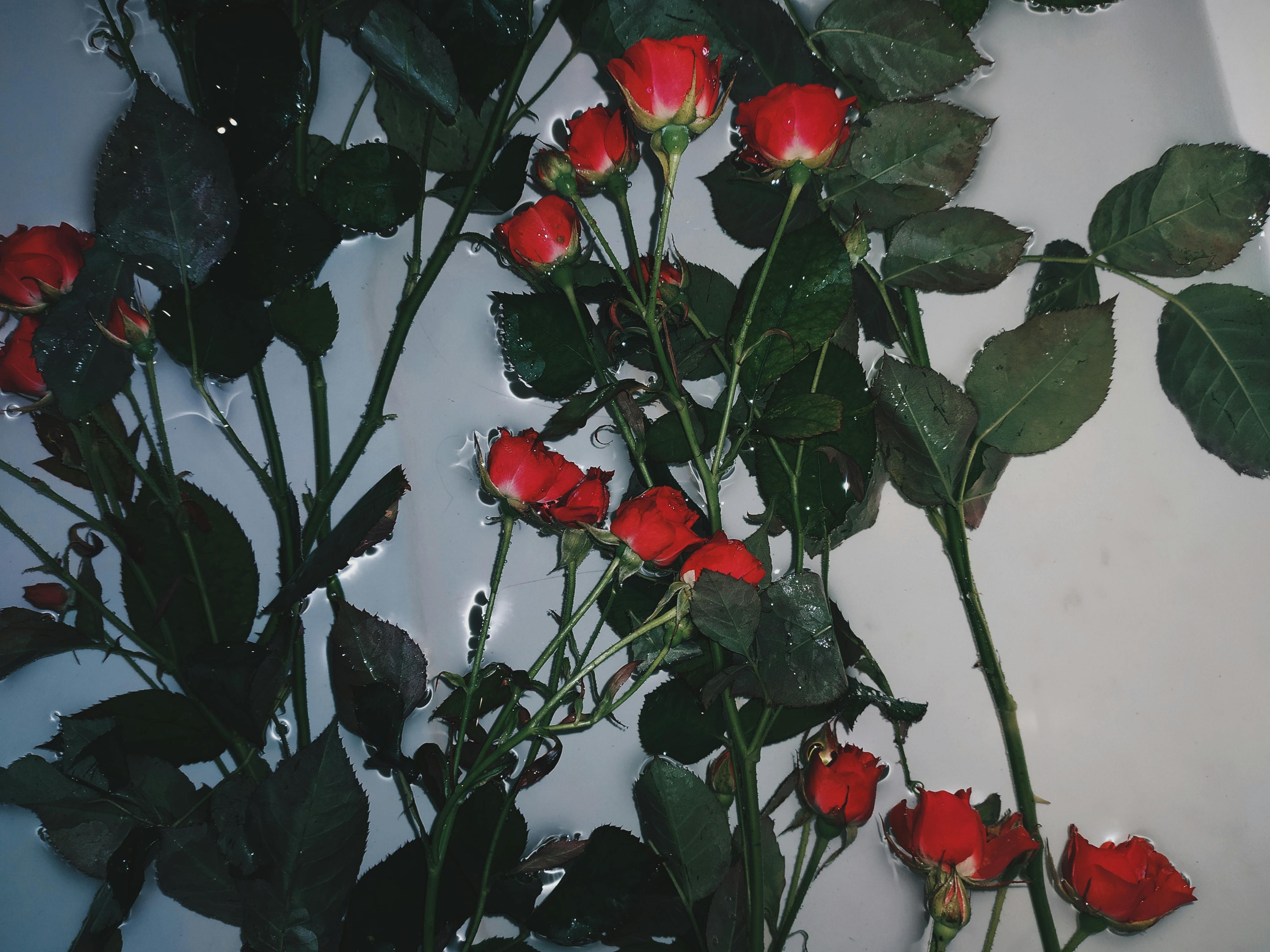 Roses Floating in Water · Free Stock Photo