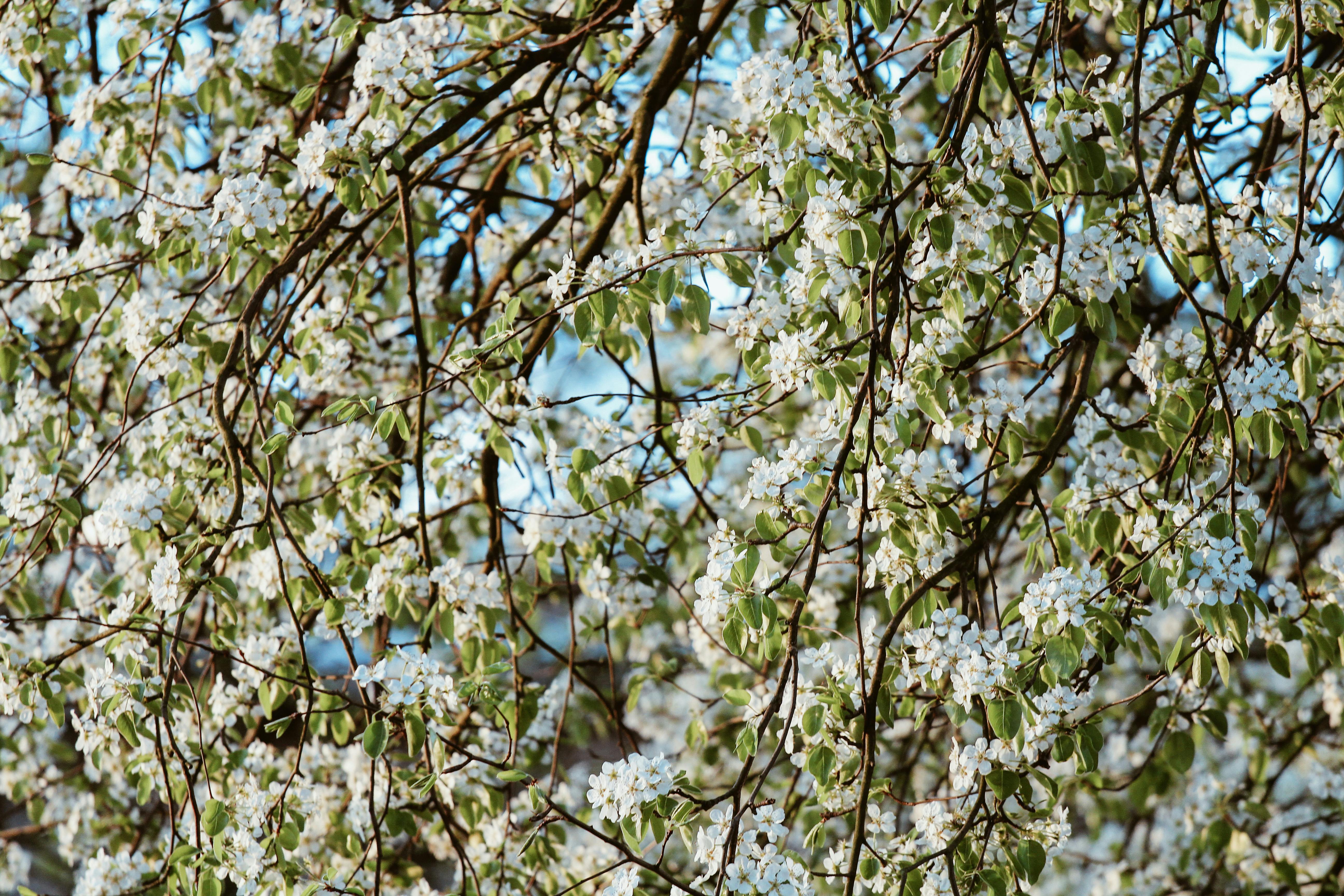 White Flower Tree · Free Stock Photo
