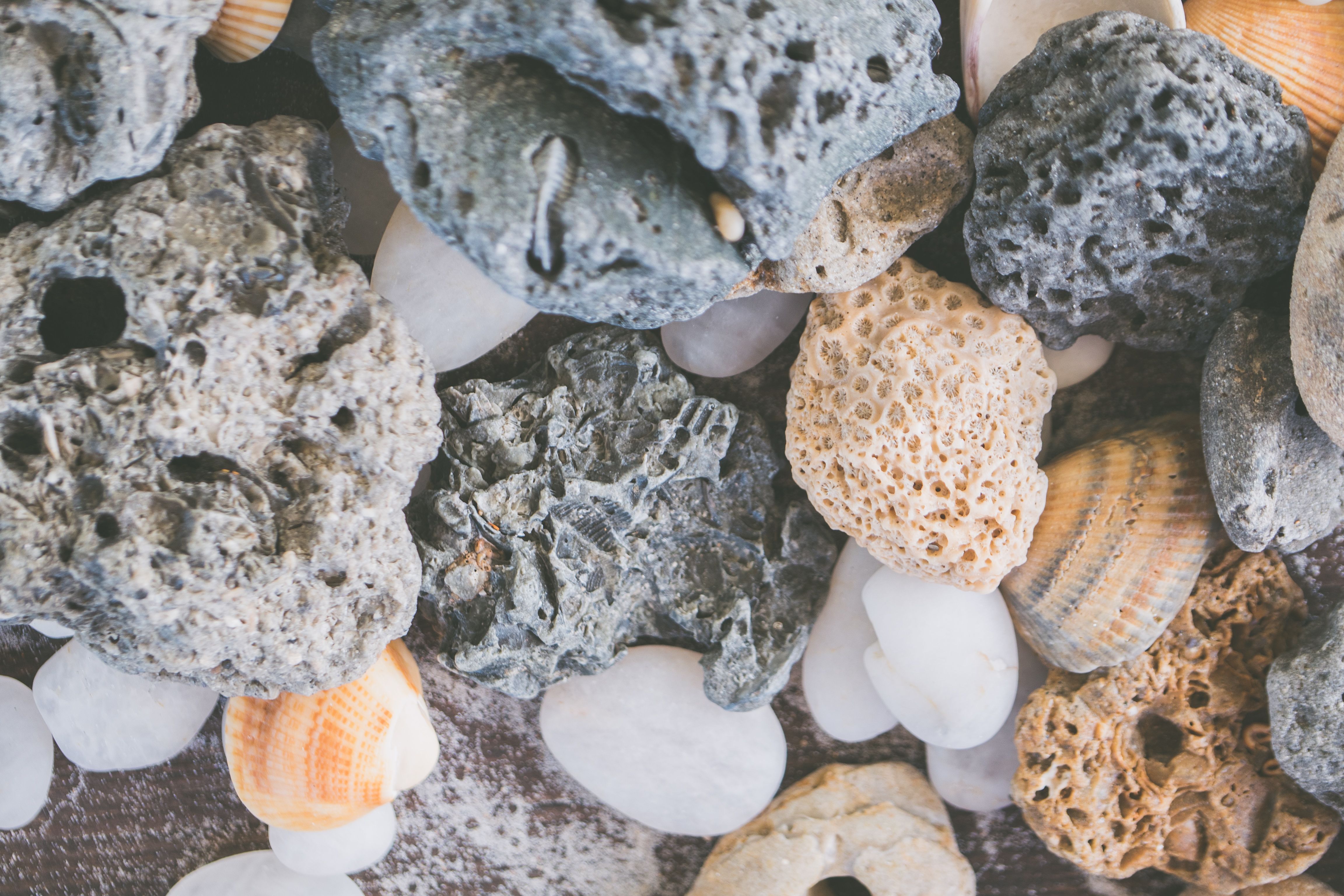 Selective Focus Photography of Snail Shells · Free Stock Photo