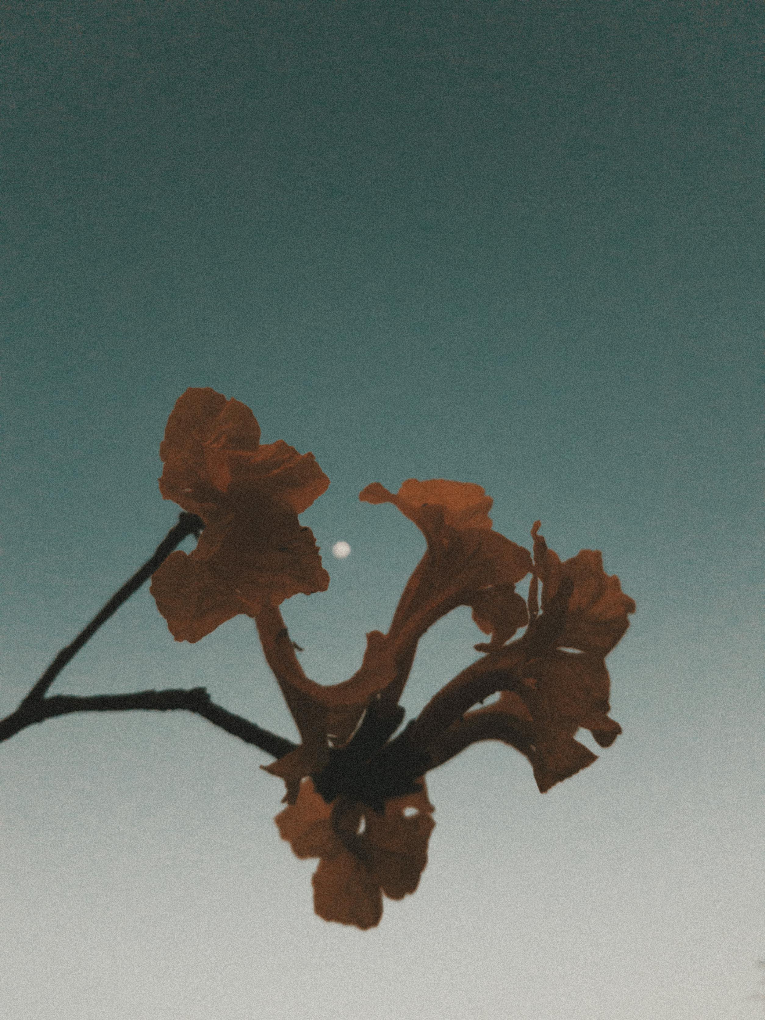 Scanned Flower Petals · Free Stock Photo