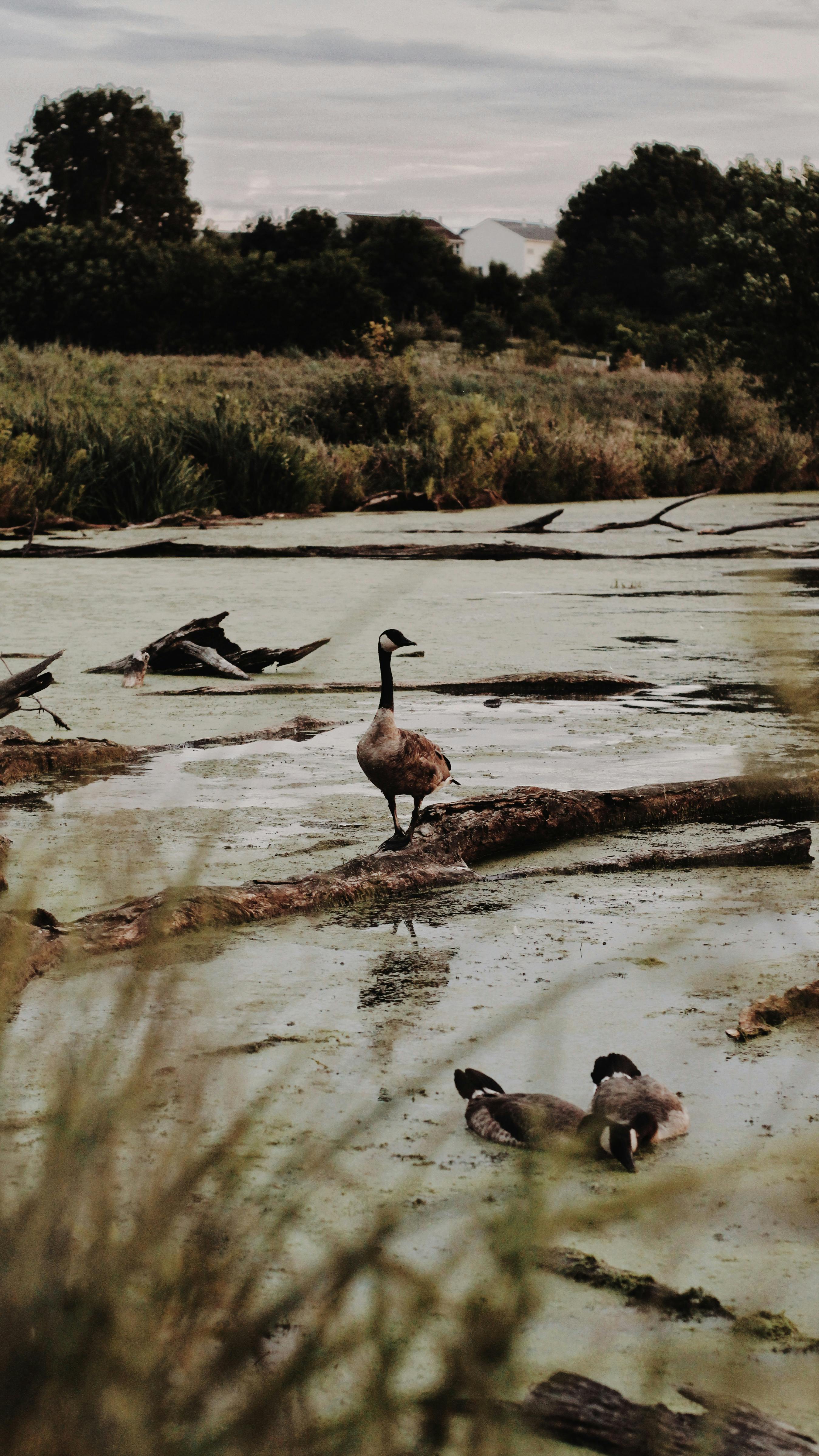 Flock of Geese at Lake · Free Stock Photo