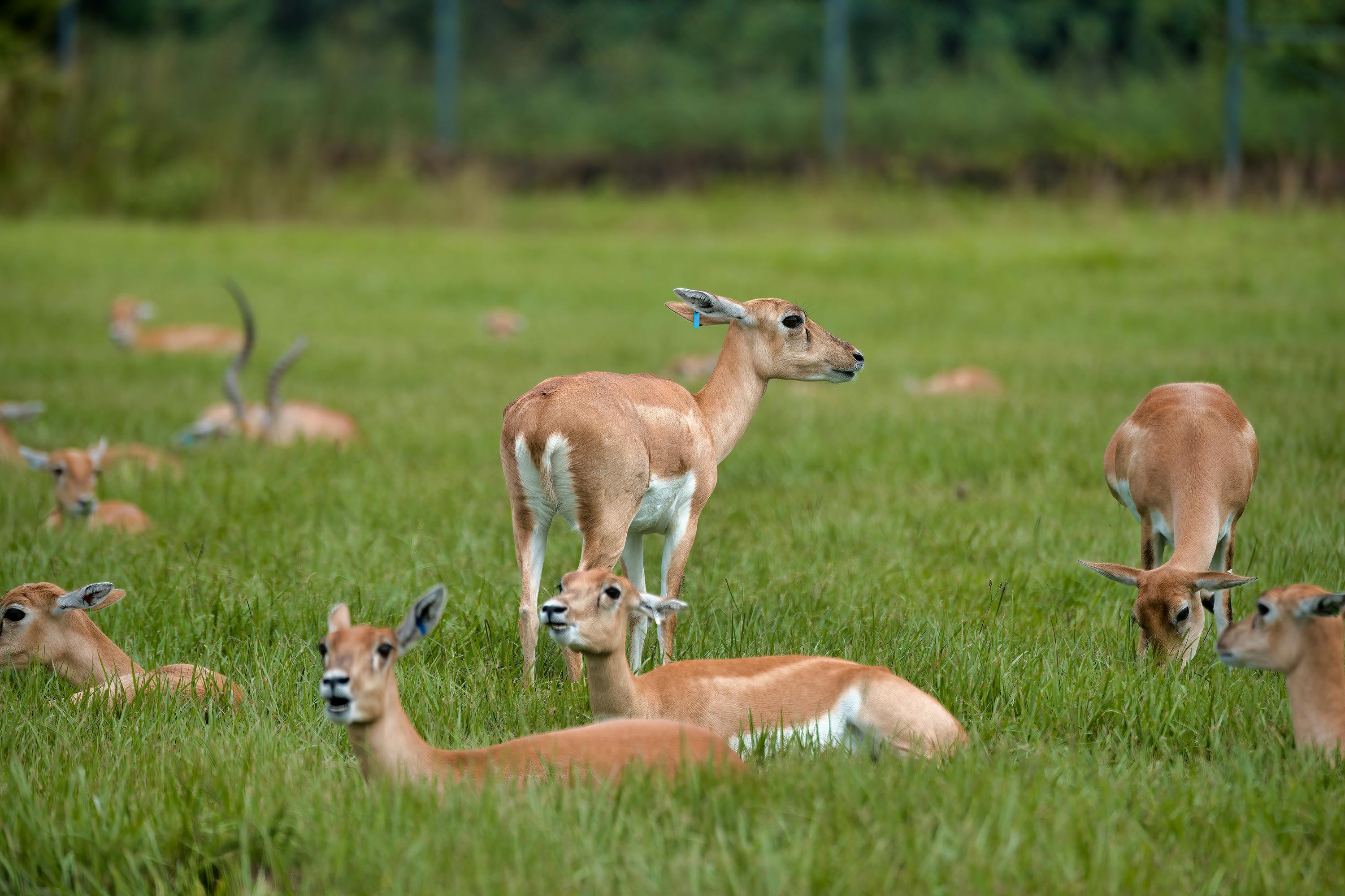 Deers on a Grassy Field · Free Stock Photo
