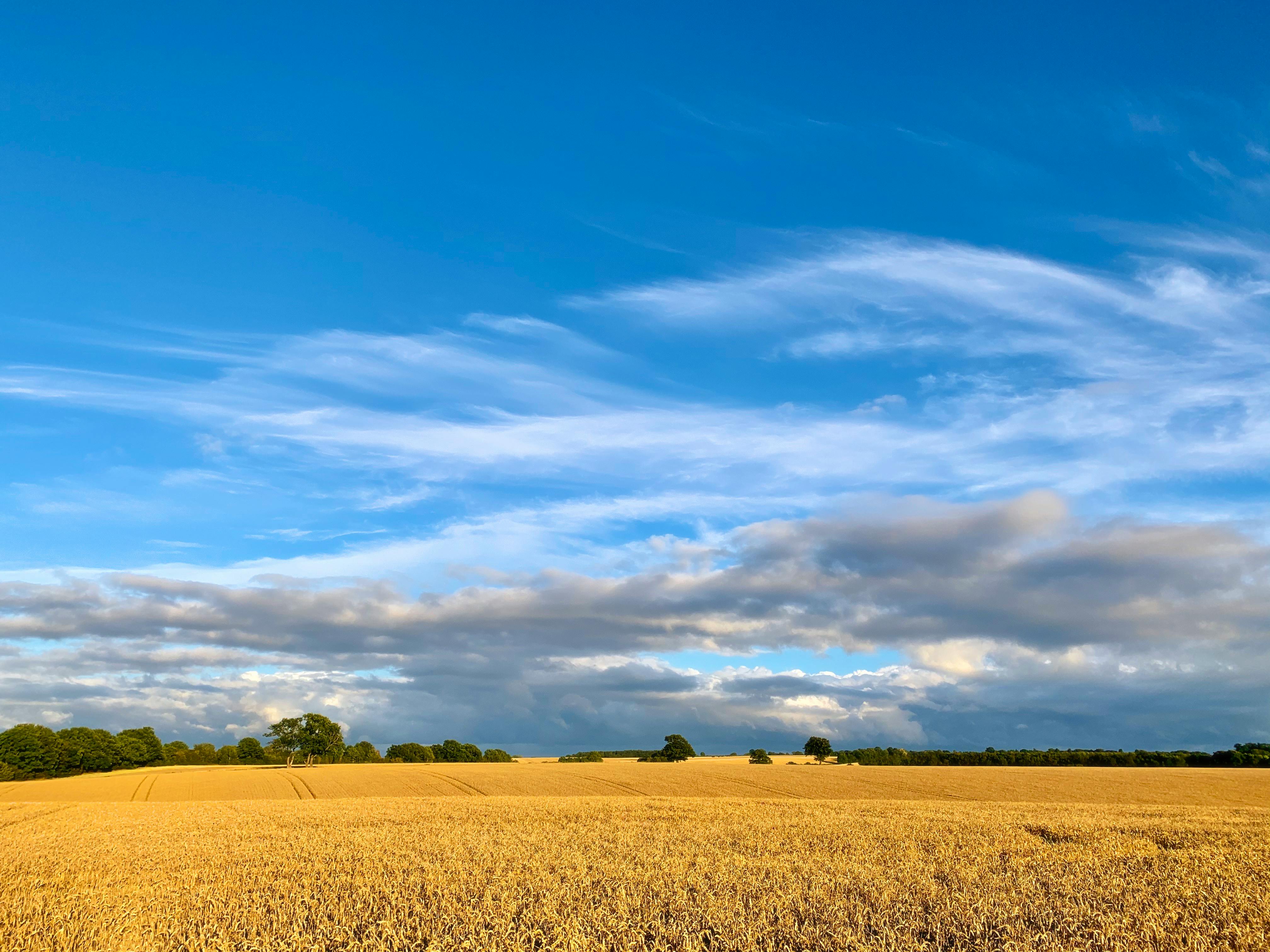 Photo of a Hayfield · Free Stock Photo