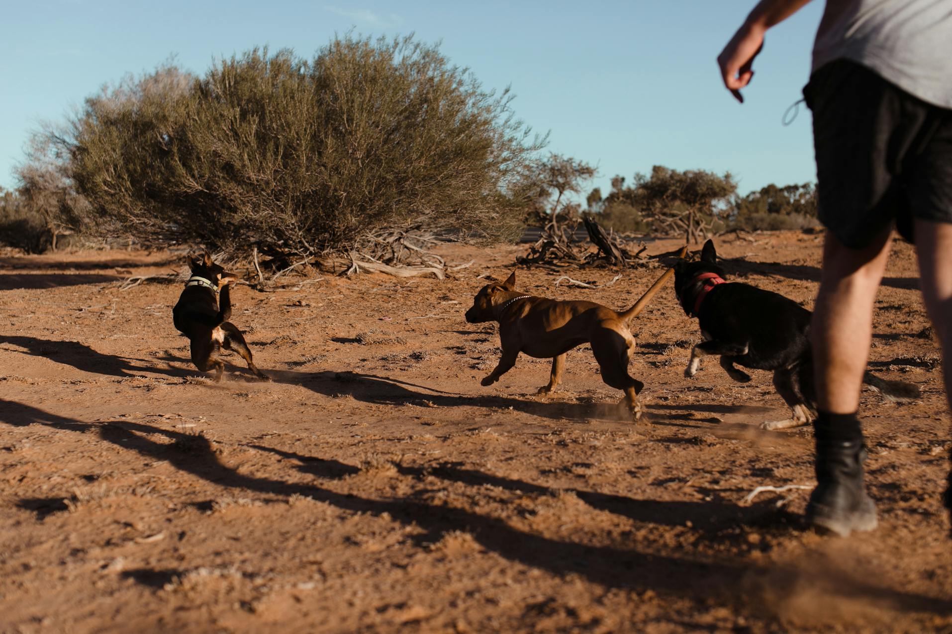 Understanding Rage Syndrome in Dogs: A Rare Genetic Disorder