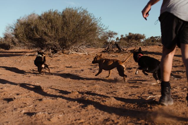 Understanding Rage Syndrome in Dogs: A Rare Genetic Disorder