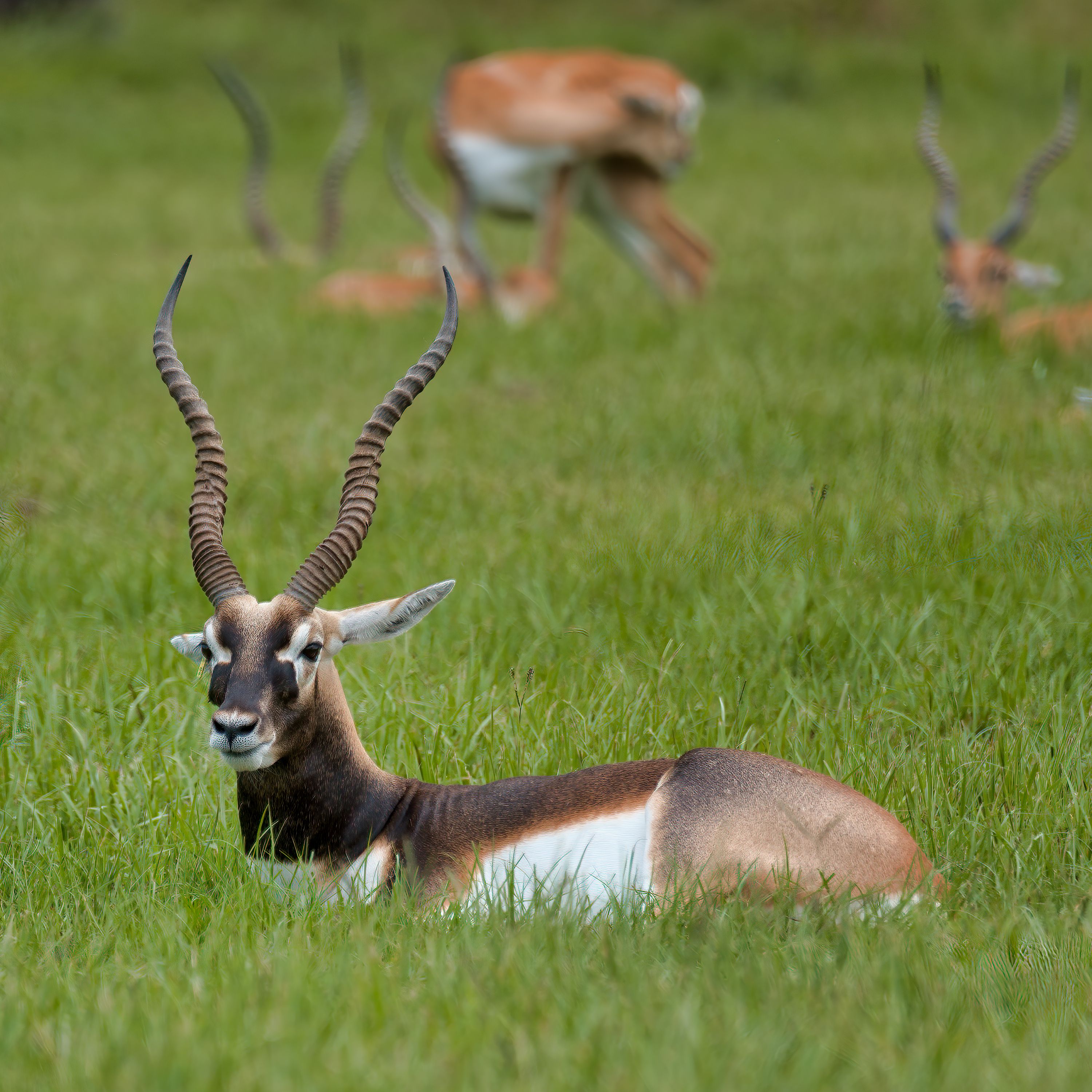 Close-up of Antelope · Free Stock Photo