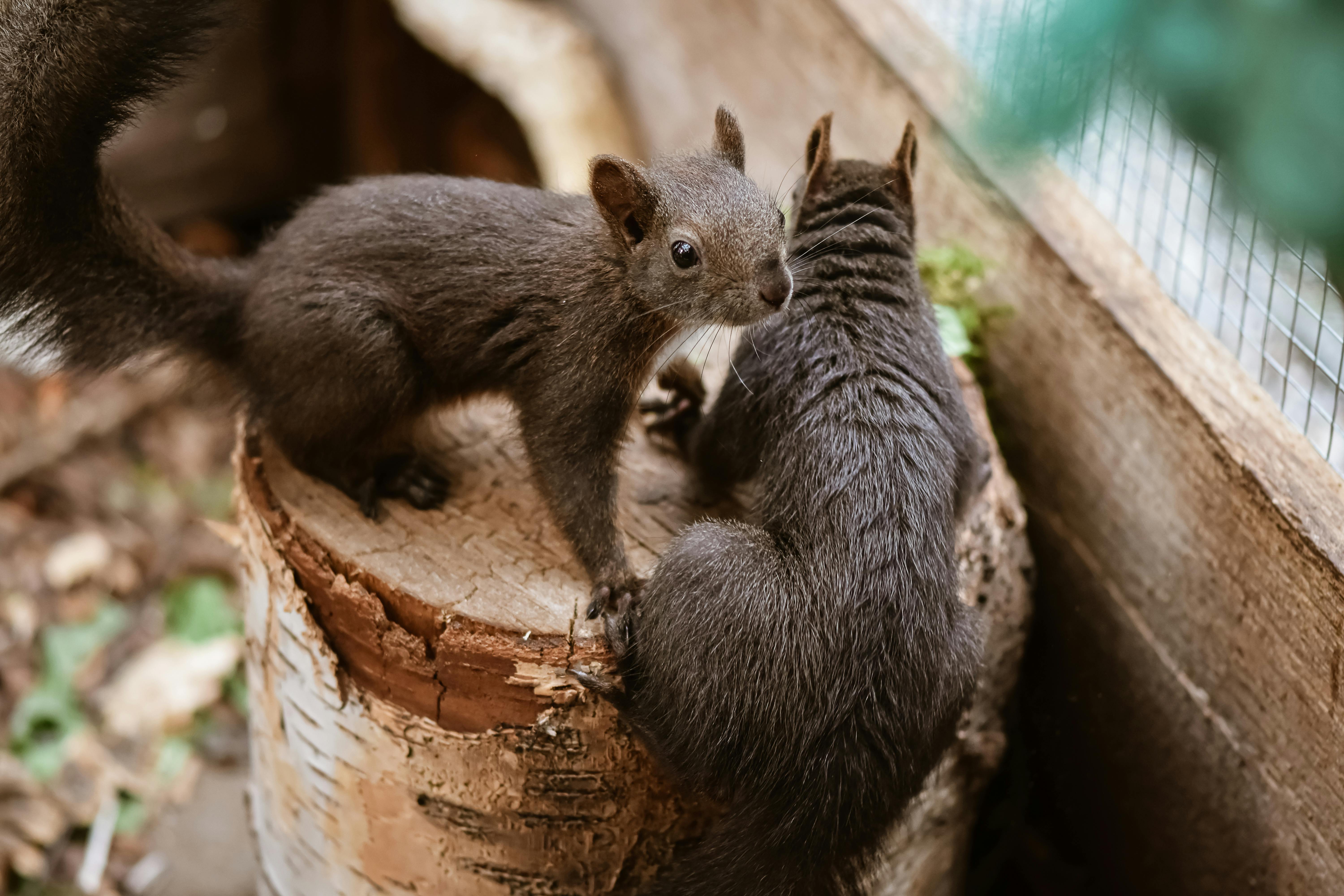 Close-Up Shot of a Brown Animal Fur · Free Stock Photo