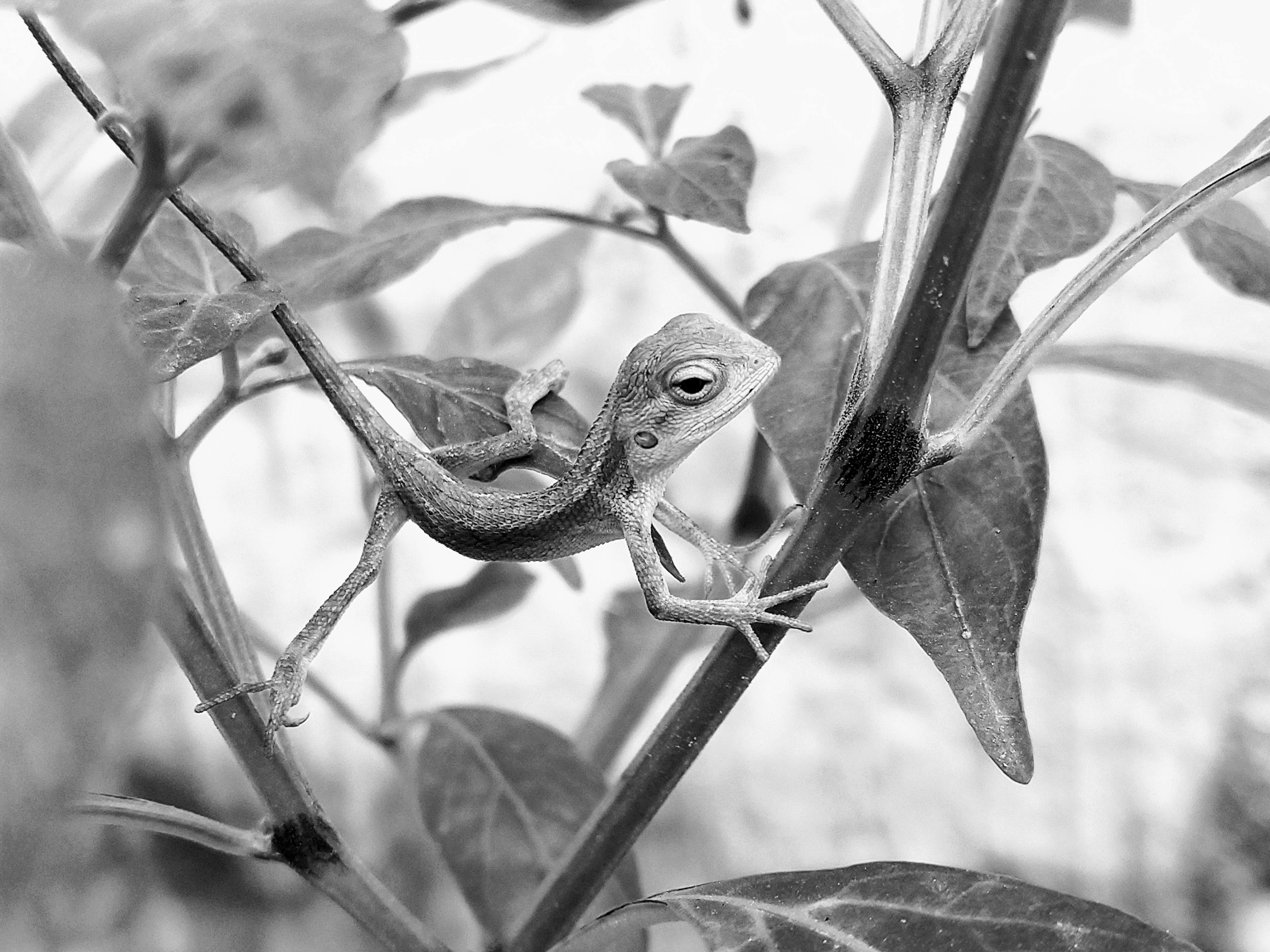 Grayscale Photo of a Lizard on Plant · Free Stock Photo