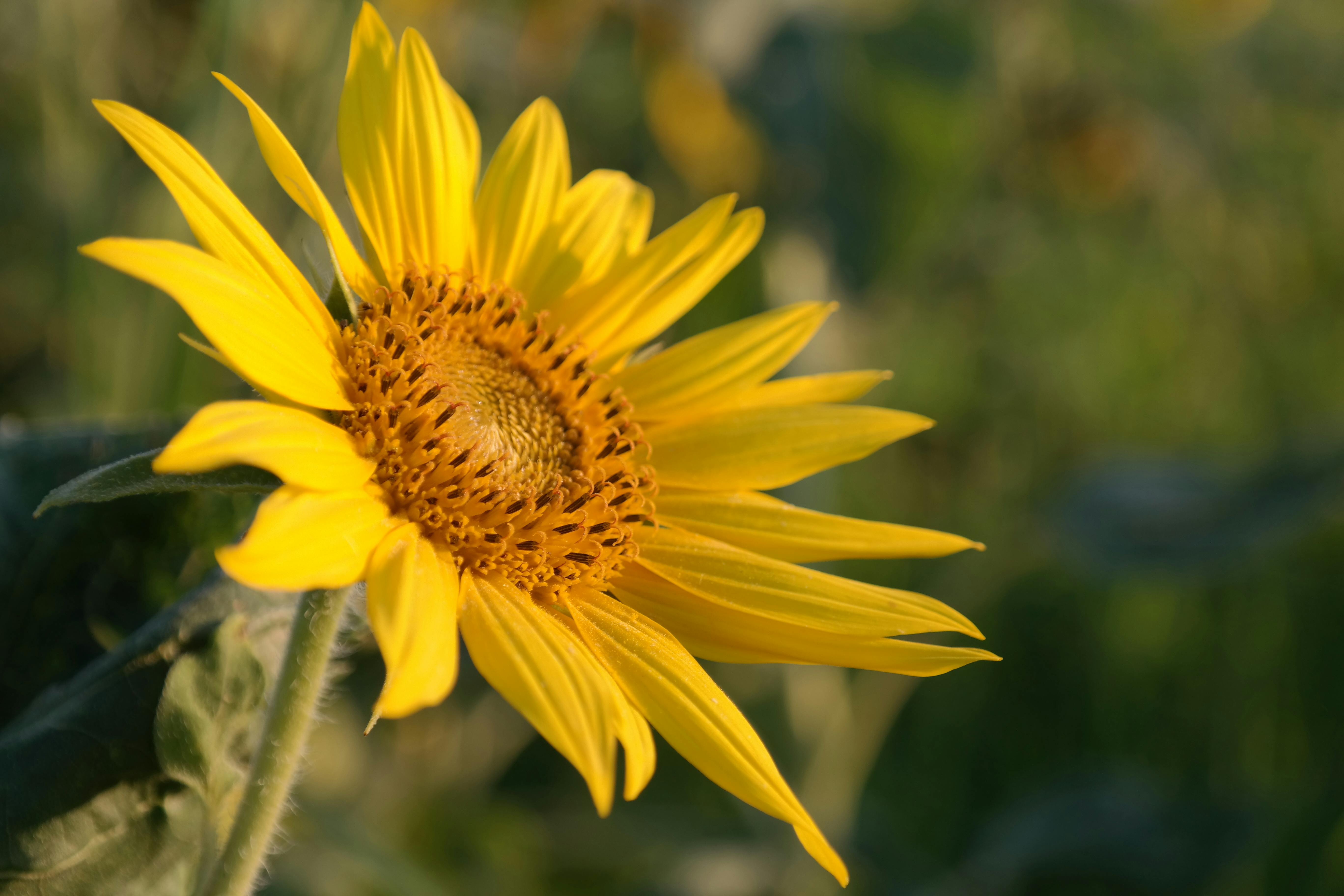 Macro Photography of Disk Florets of a Sunflower · Free Stock Photo
