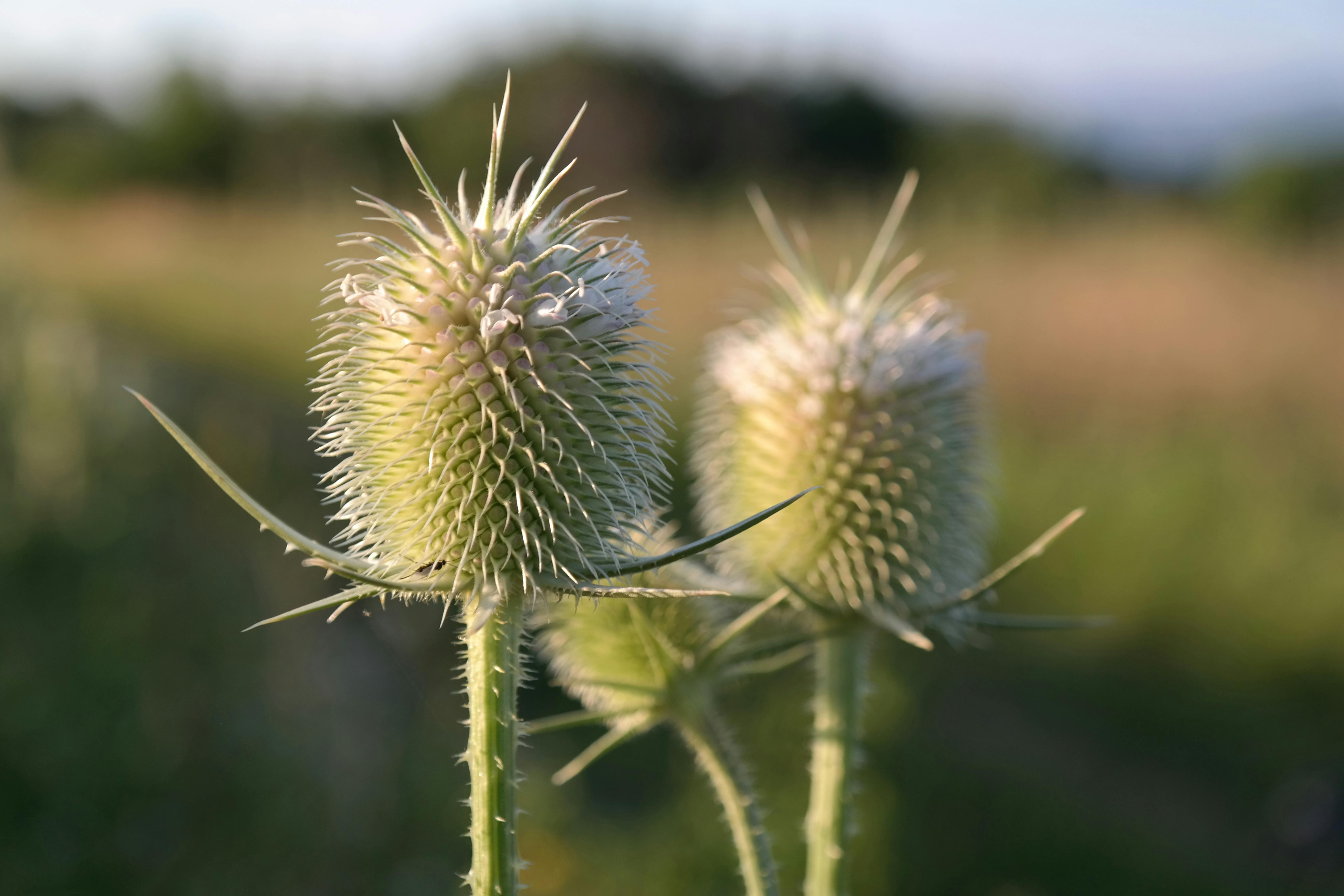 Close-Up Shot of Leptorhynchos · Free Stock Photo