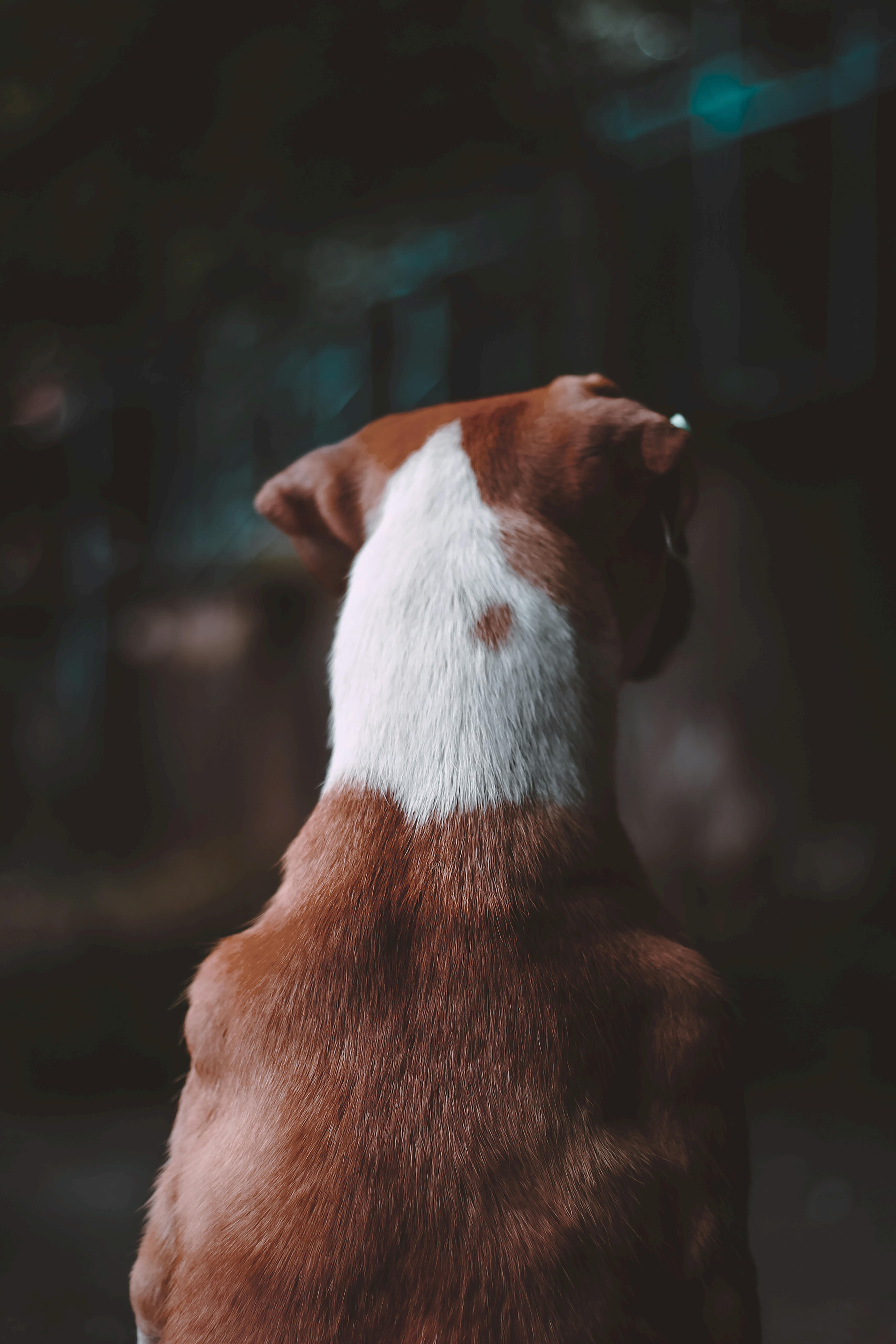 Back View of a Brown and White Short Coated Dog · Free Stock Photo
