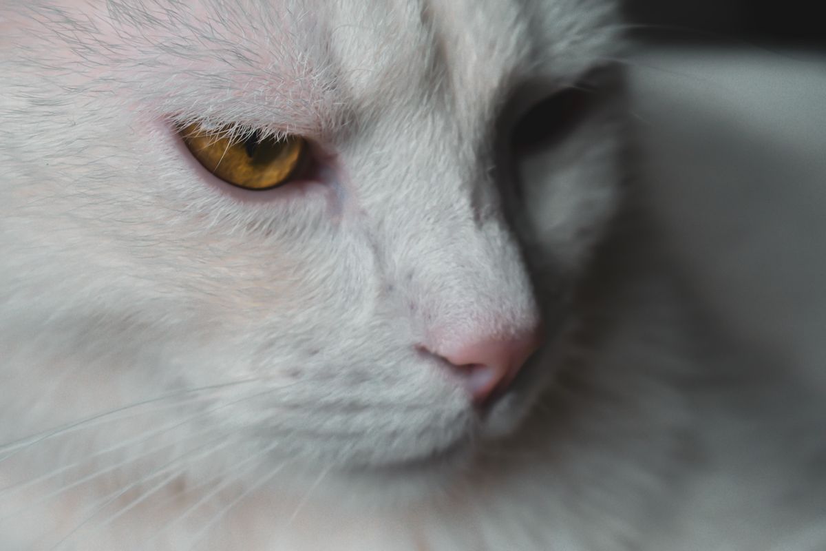Understanding Nasal Lymphoma in Cats: A Comprehensive Guide