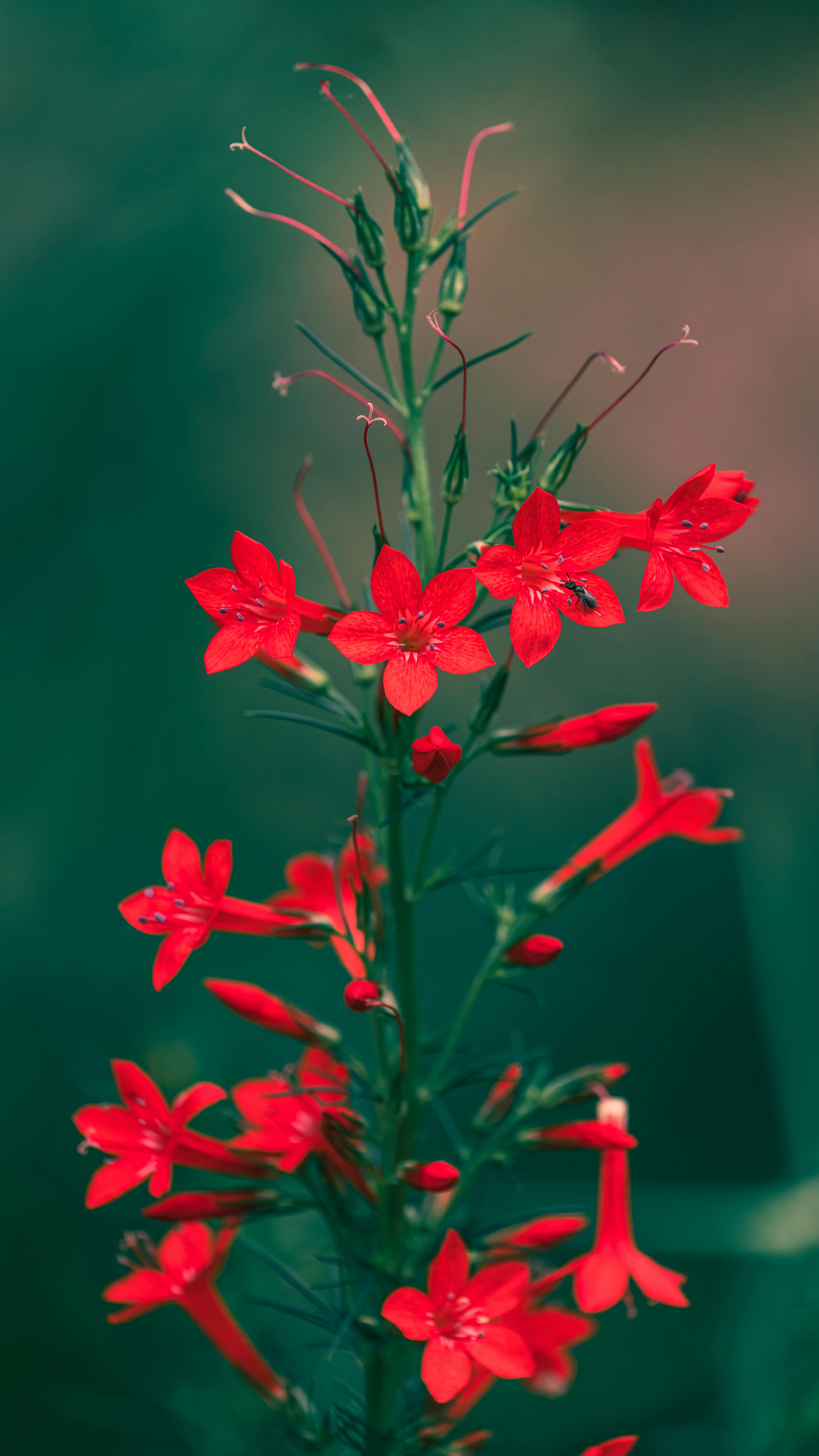 Red plant with flowers growing in nature · Free Stock Photo