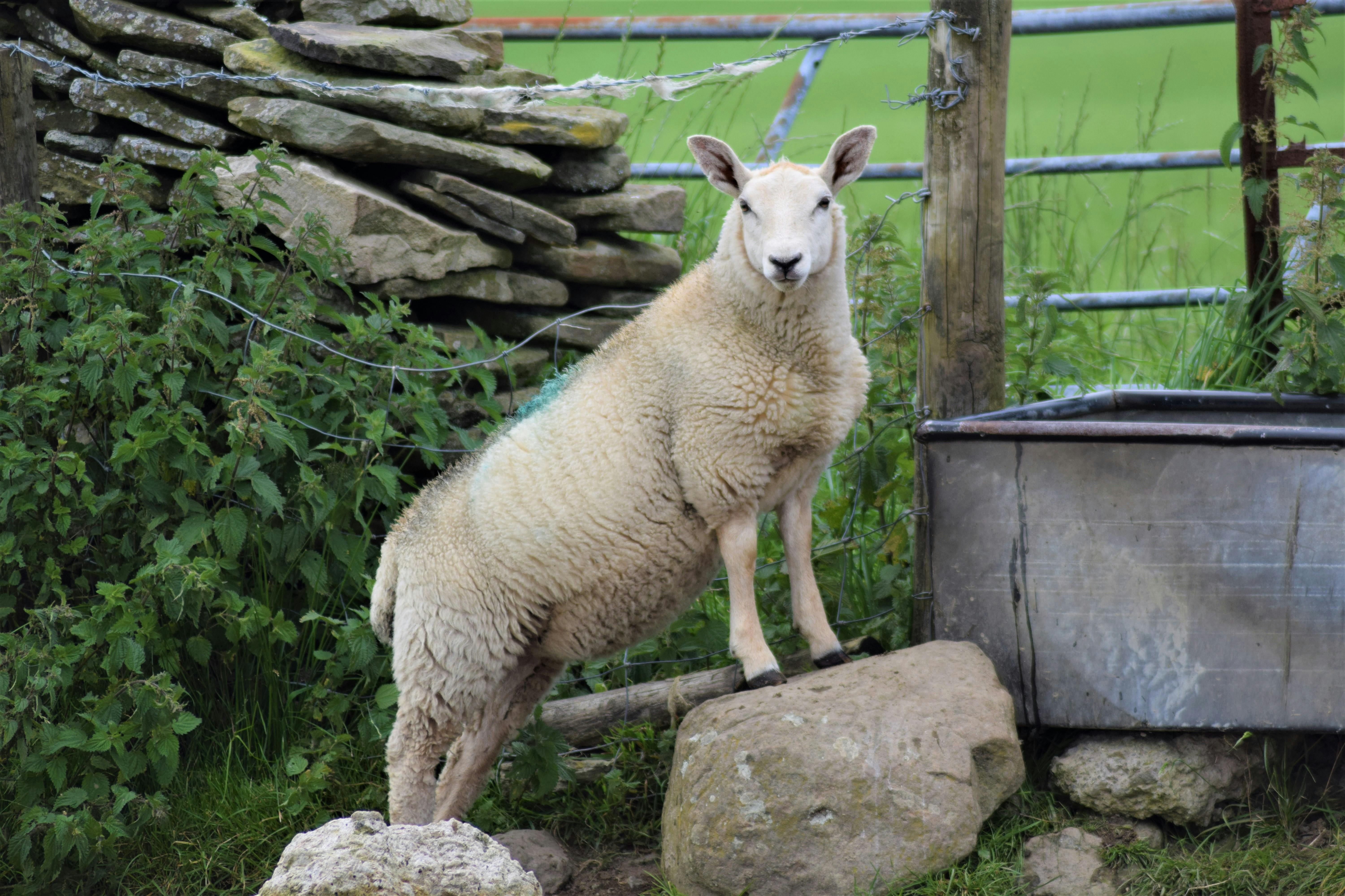 Sheep 15 Photos & Videos Collected by Anthony Beck