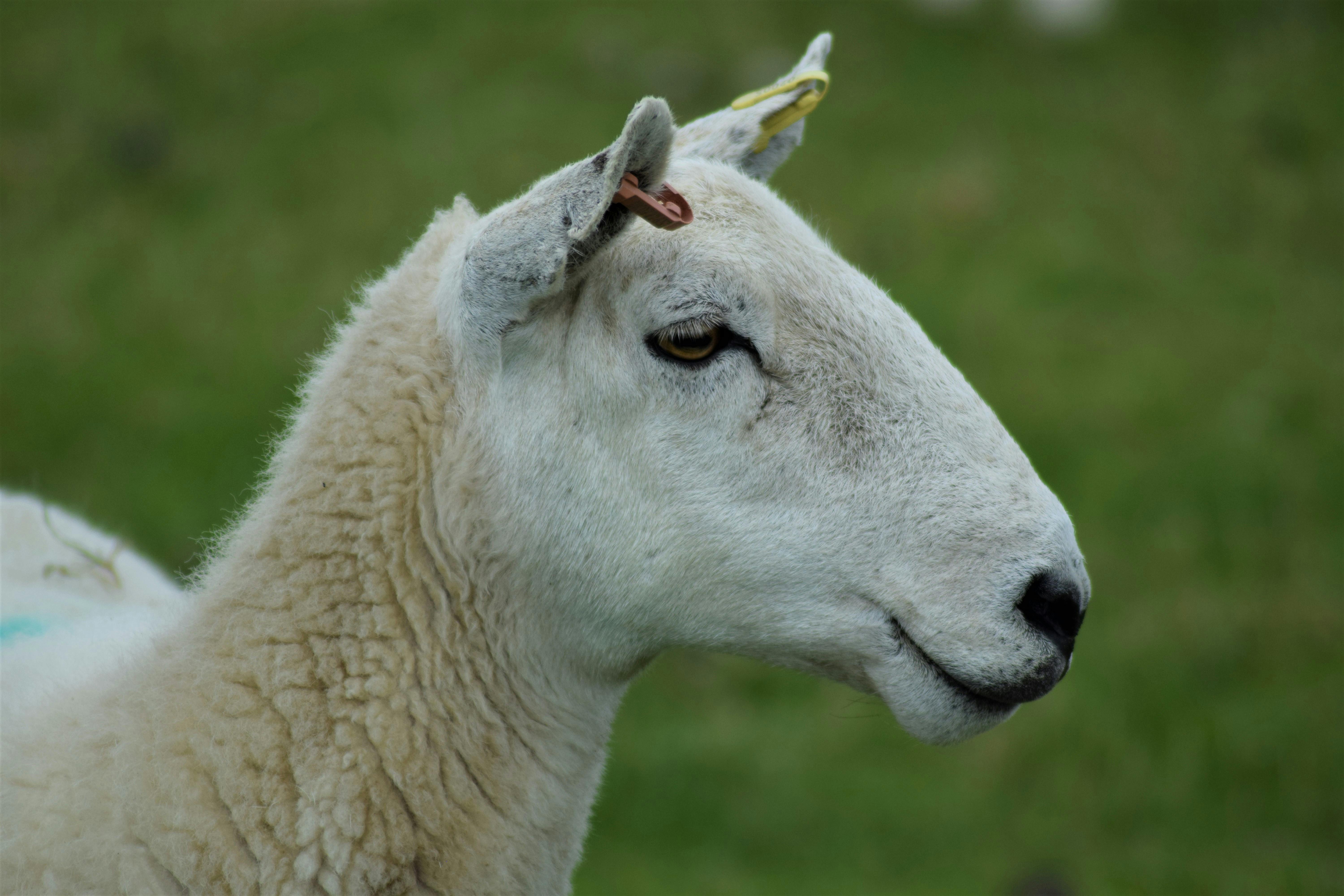 Sheep 15 Photos & Videos Collected by Anthony Beck