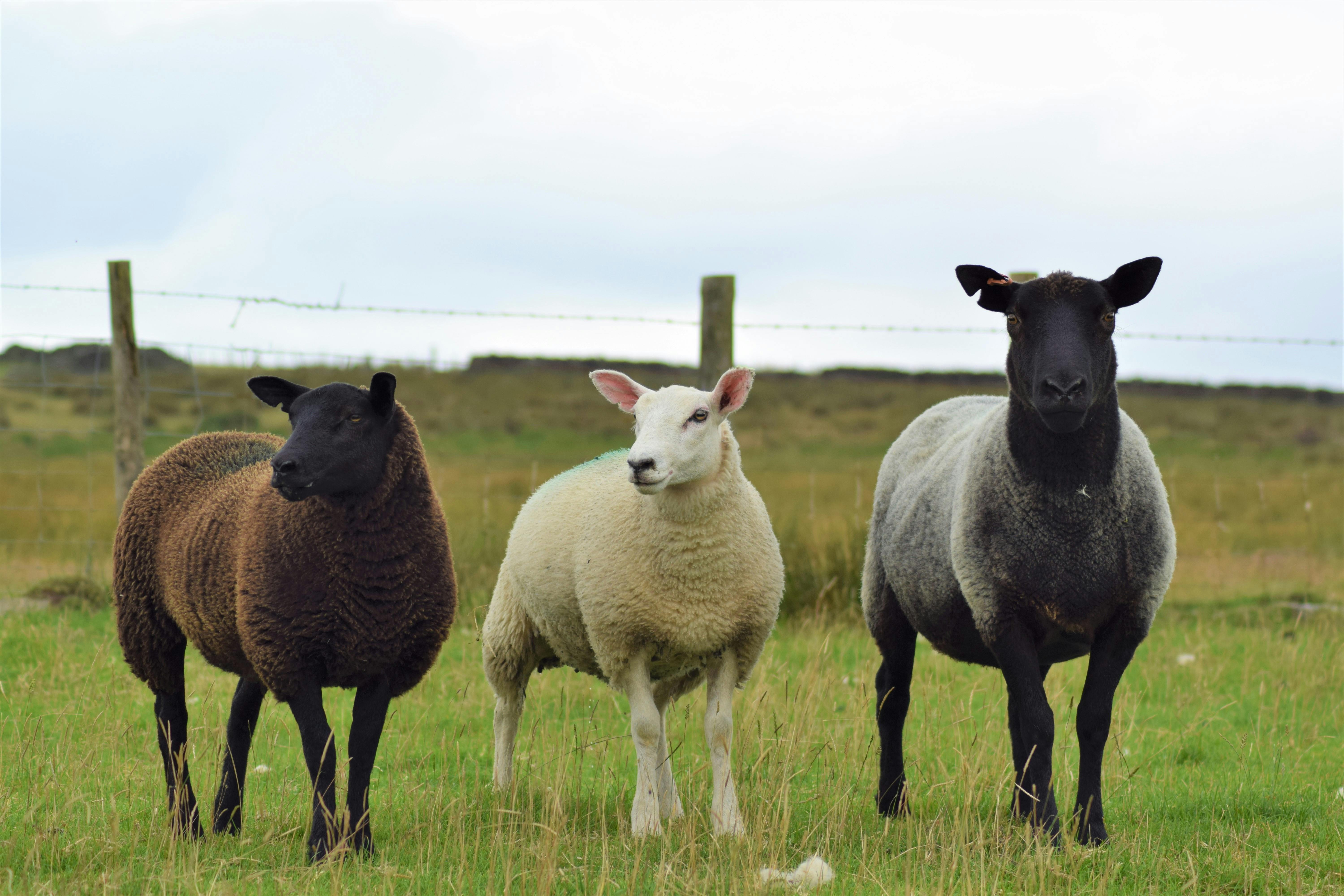 Three Sheep on Green Grass Field · Free Stock Photo