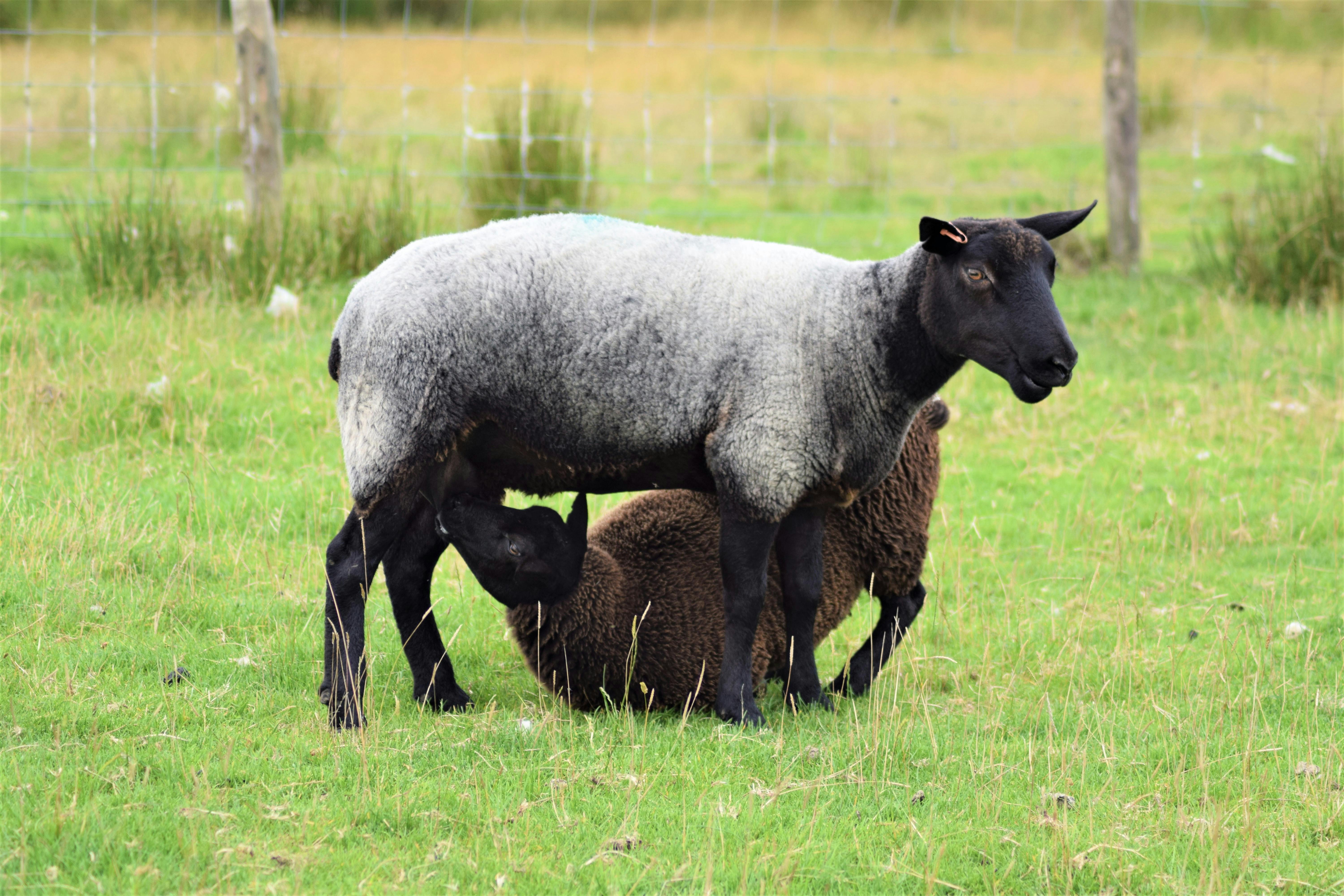 Sheep 15 Photos & Videos Collected by Anthony Beck