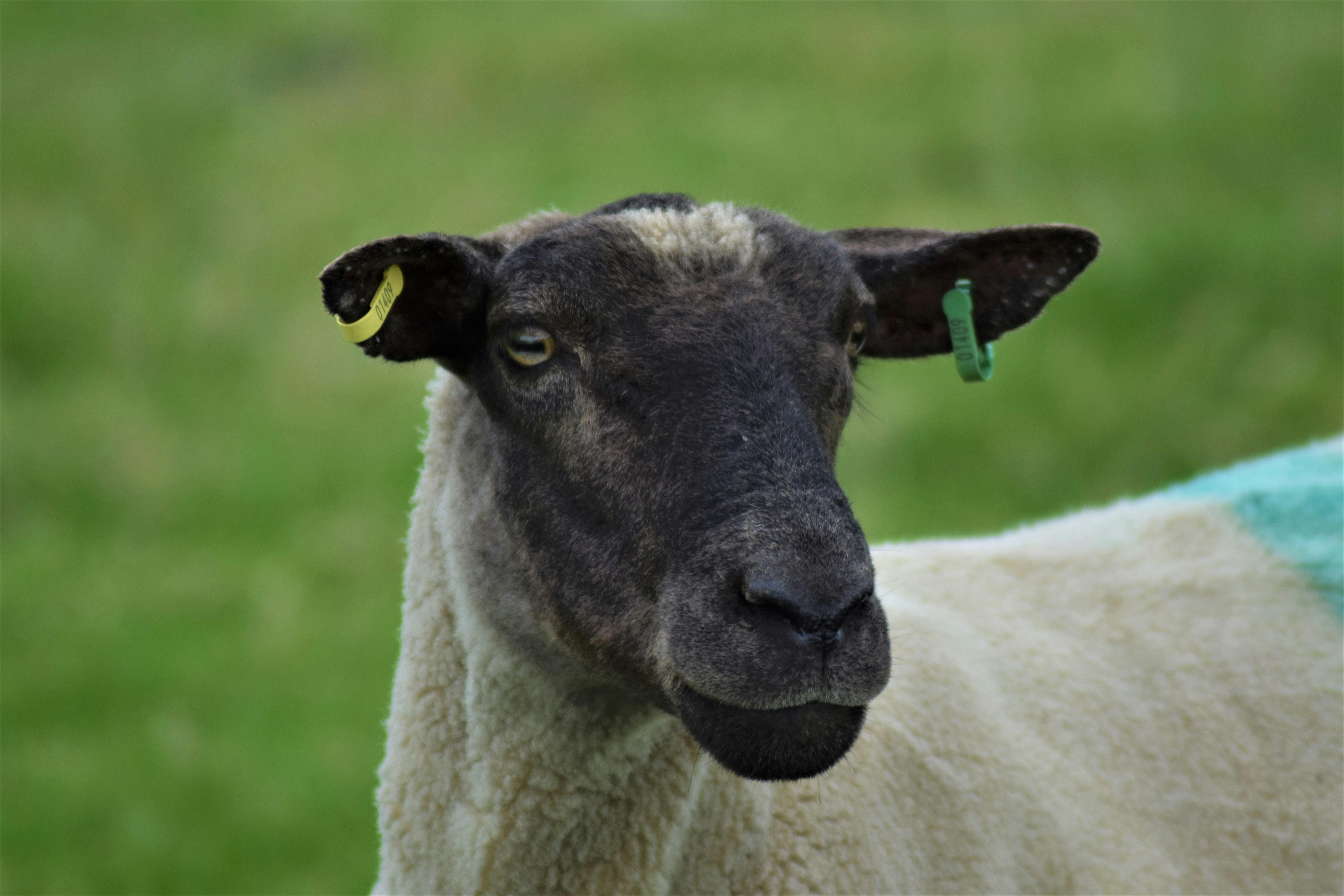 Sheep 15 Photos & Videos Collected by Anthony Beck