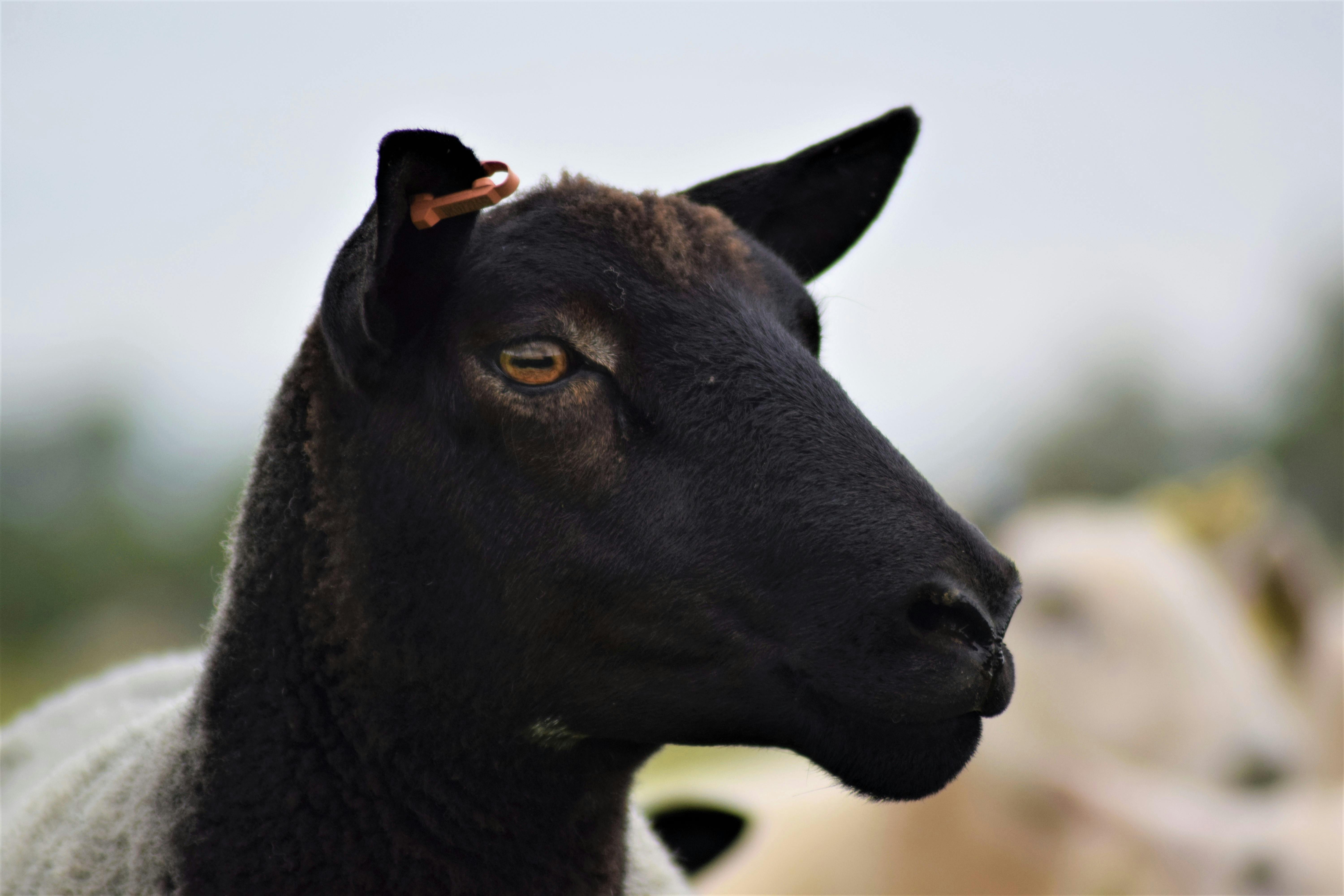 Sheep 15 Photos & Videos Collected by Anthony Beck