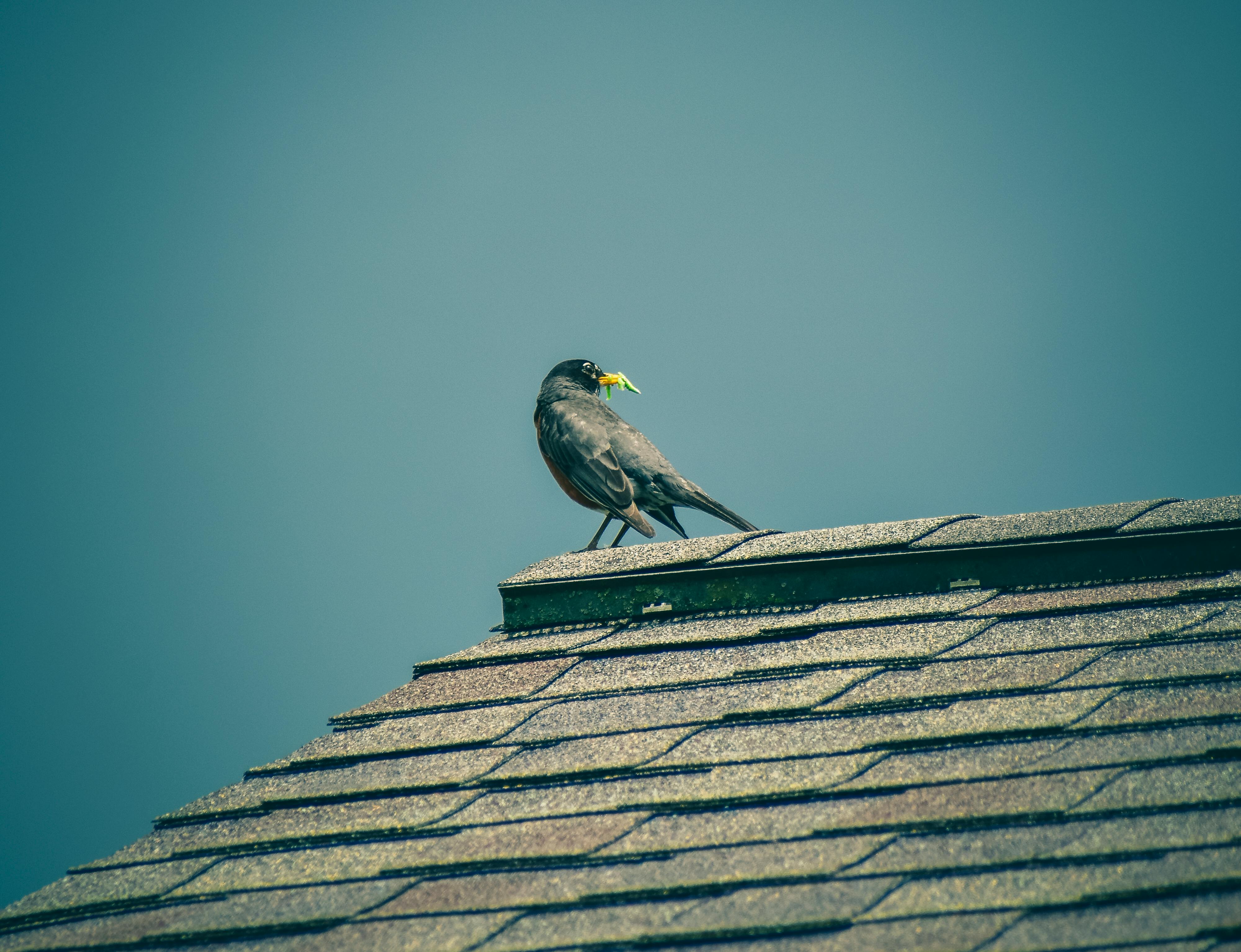 Raven eating and resting on roof · Free Stock Photo