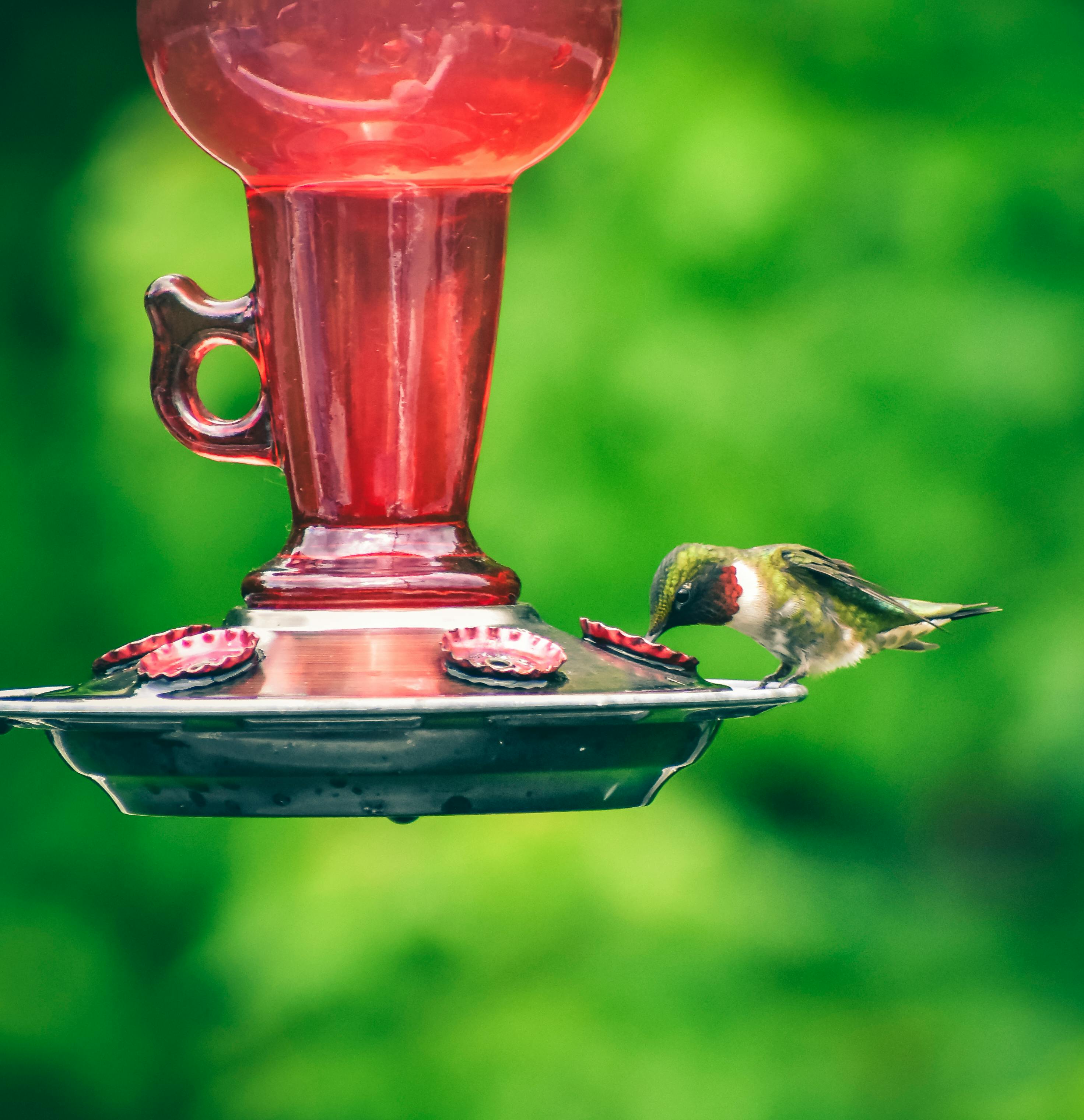 Cute hummingbird drinking water on metal feeder · Free Stock Photo