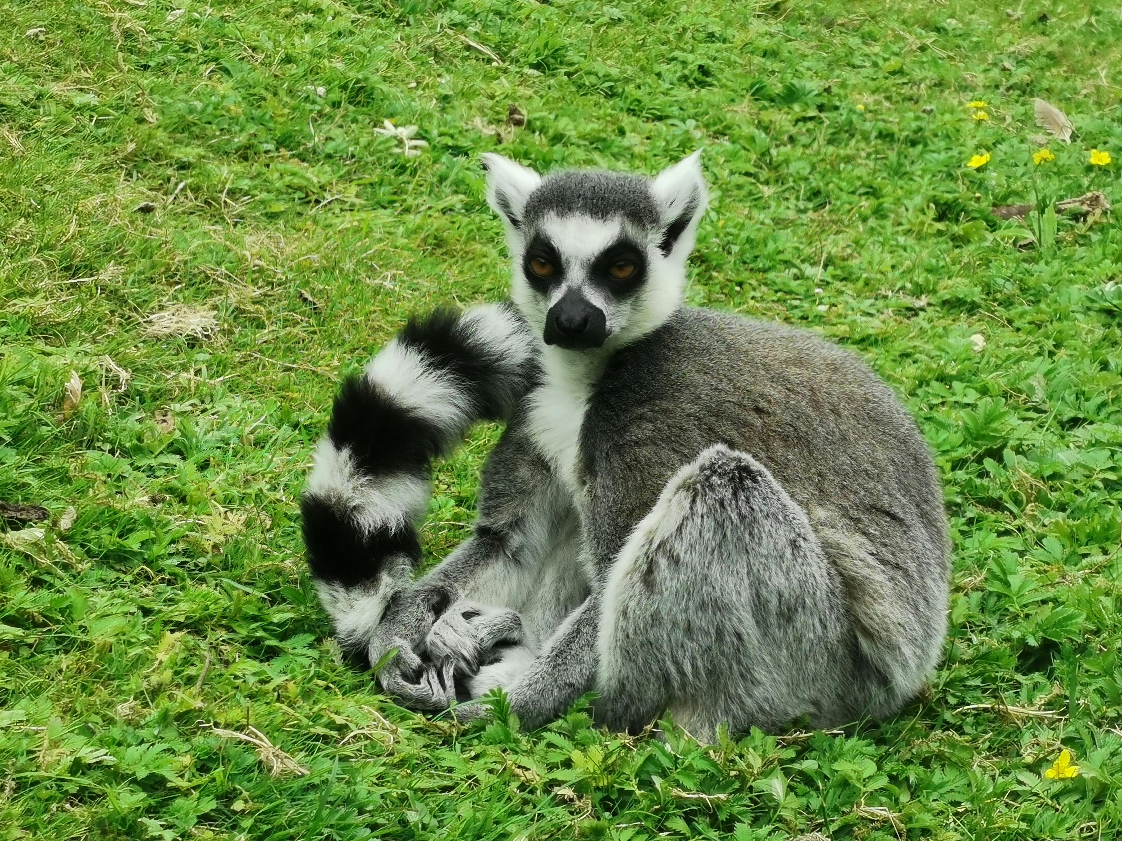 Lizzle 님의 Zoo Animals 컬렉션 사진 및 동영상 7개