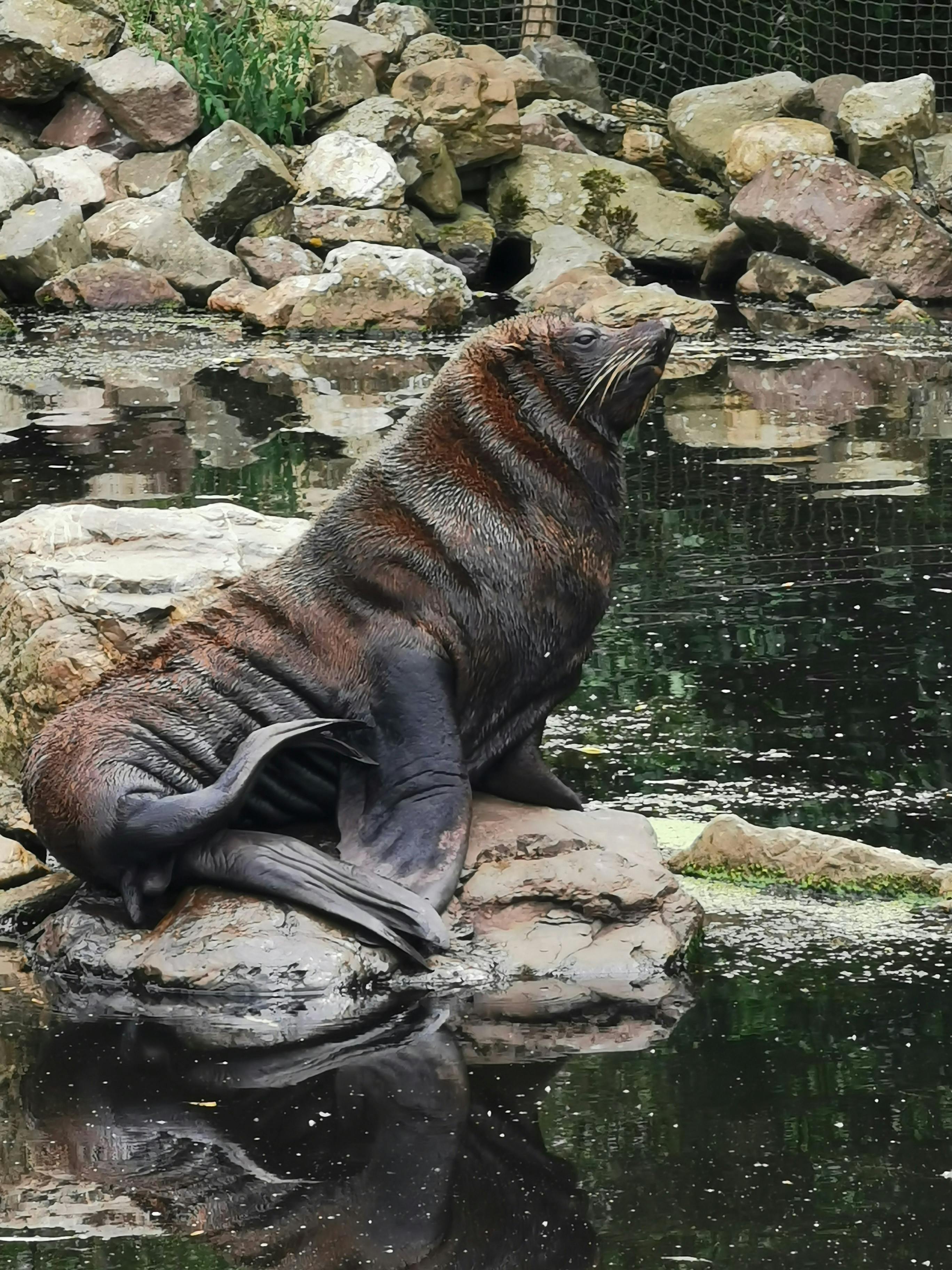 Zoo animals 7 Photos & Videos Collected by Lizzle