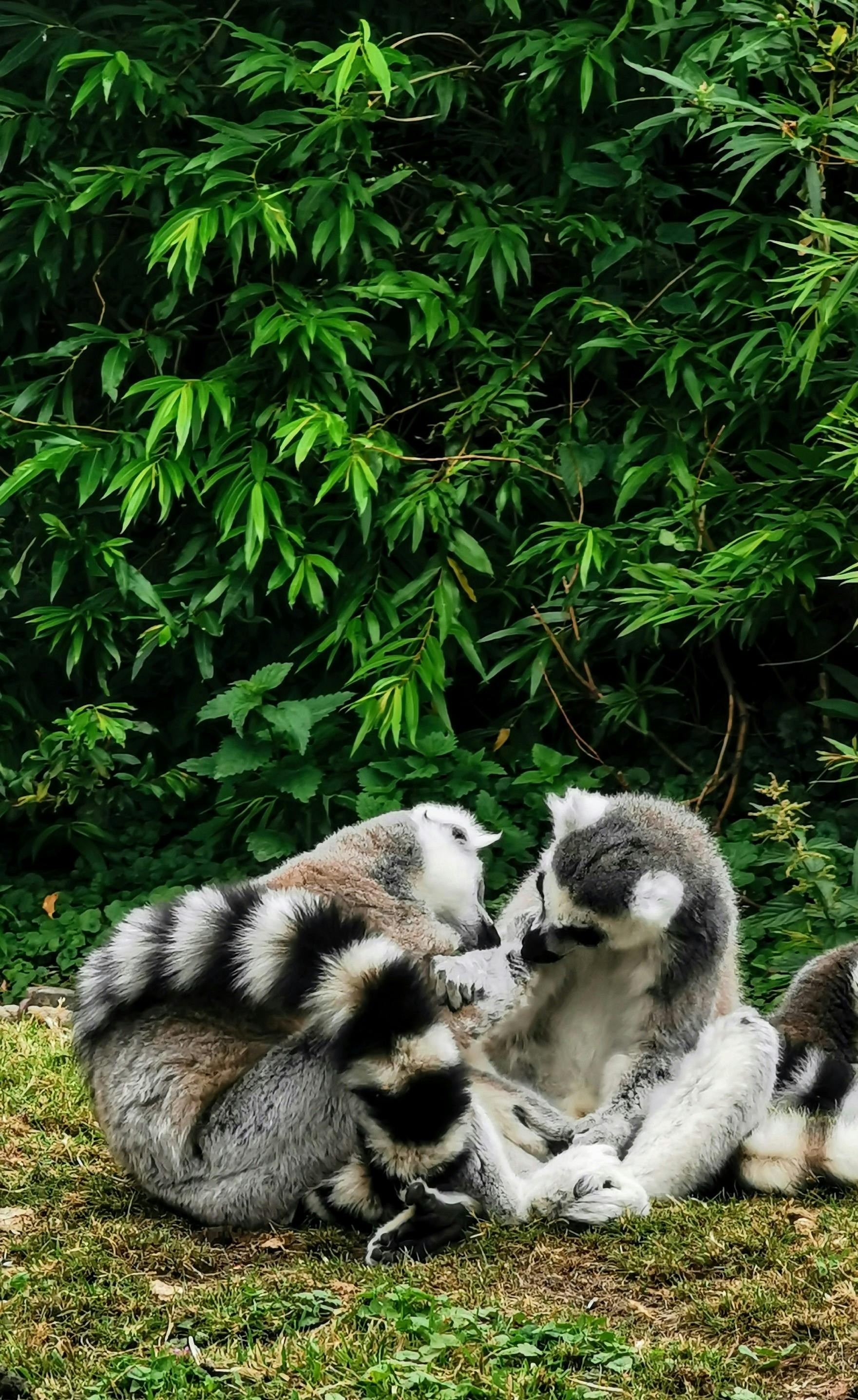 Lizzle 님의 Zoo Animals 컬렉션 사진 및 동영상 7개