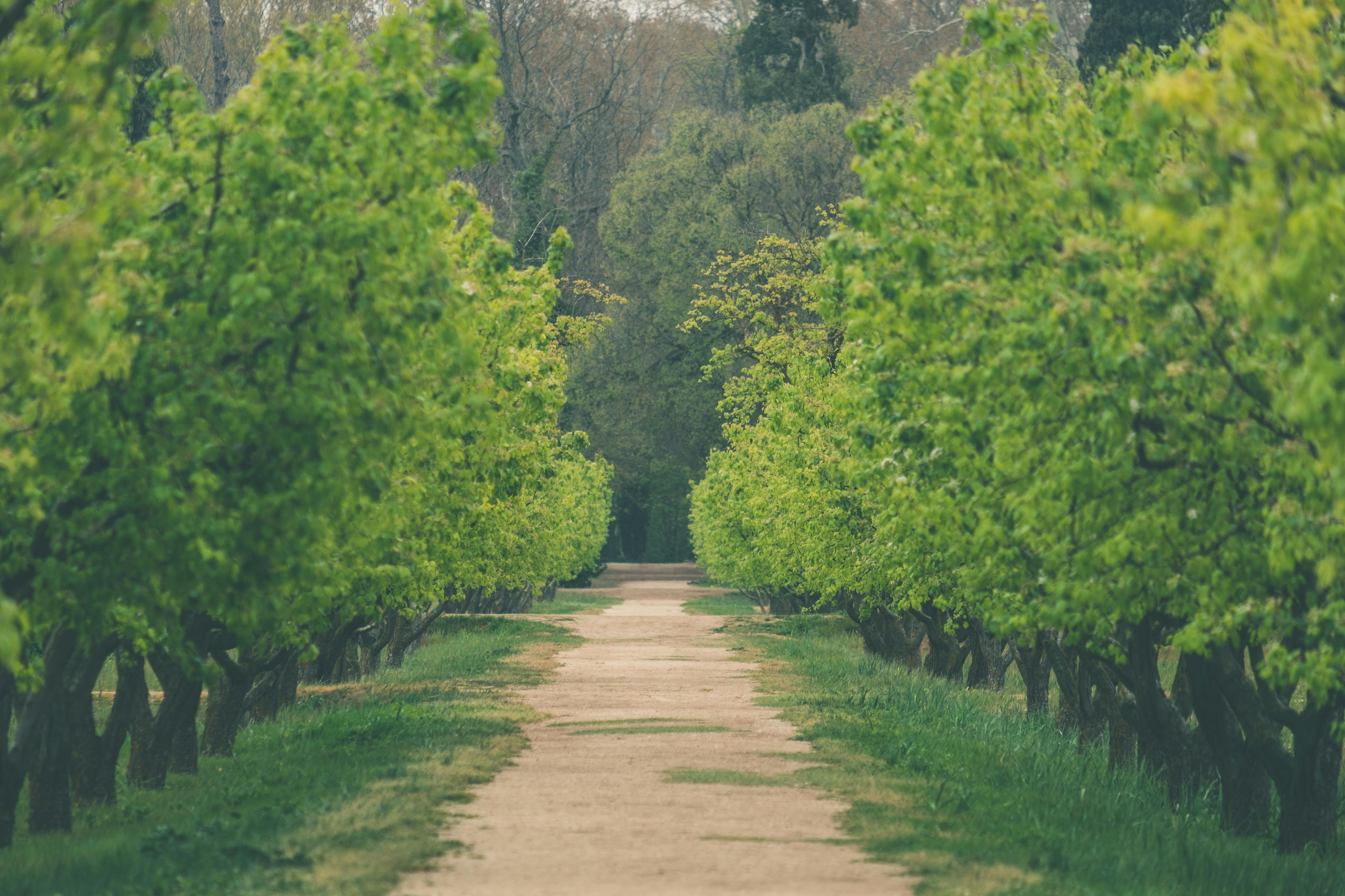 Aligning Trees Photos, Download The BEST Free Aligning Trees Stock ...